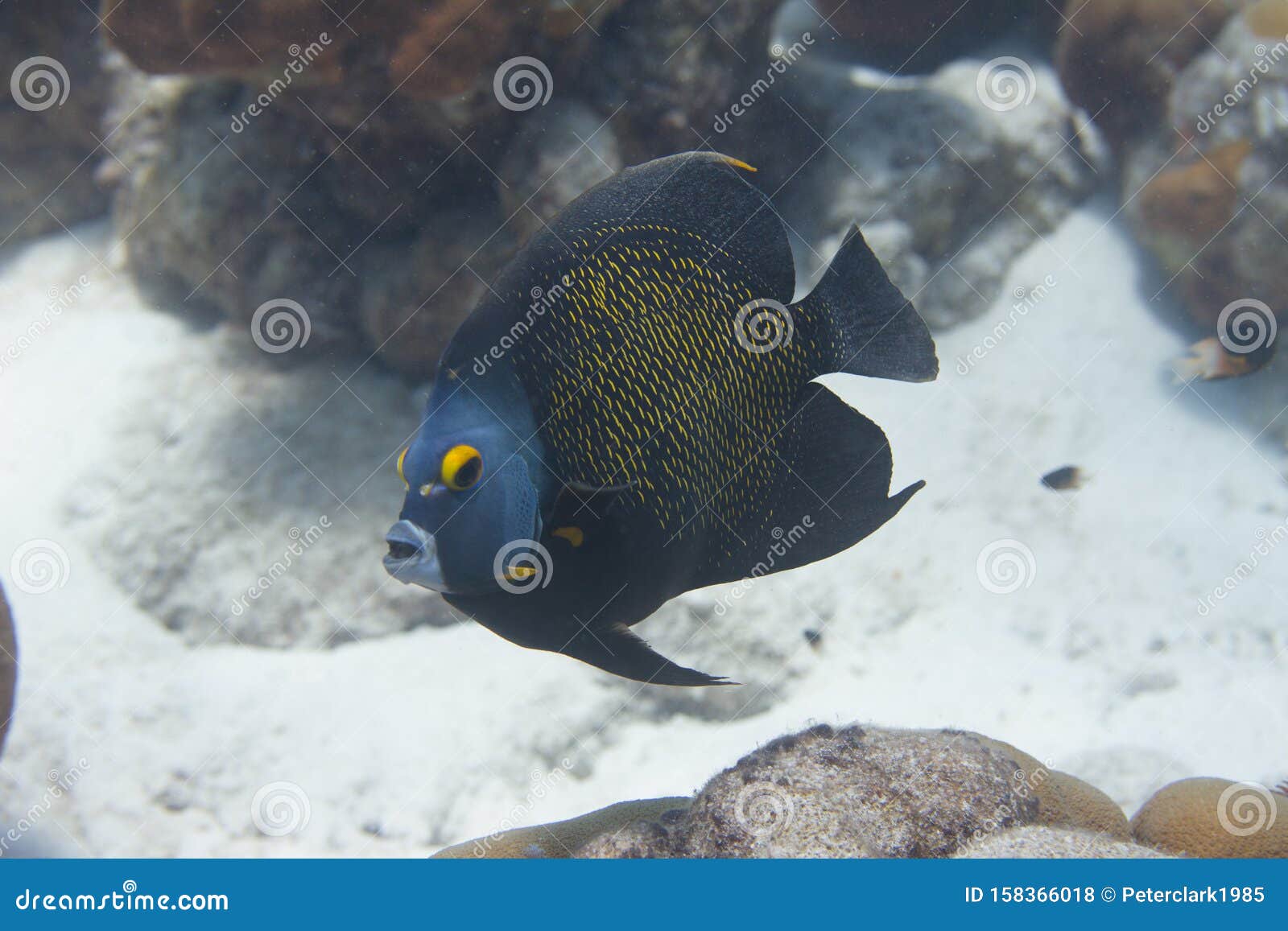 French Angelfish stock photo. Image of marine, aquarium - 158366018