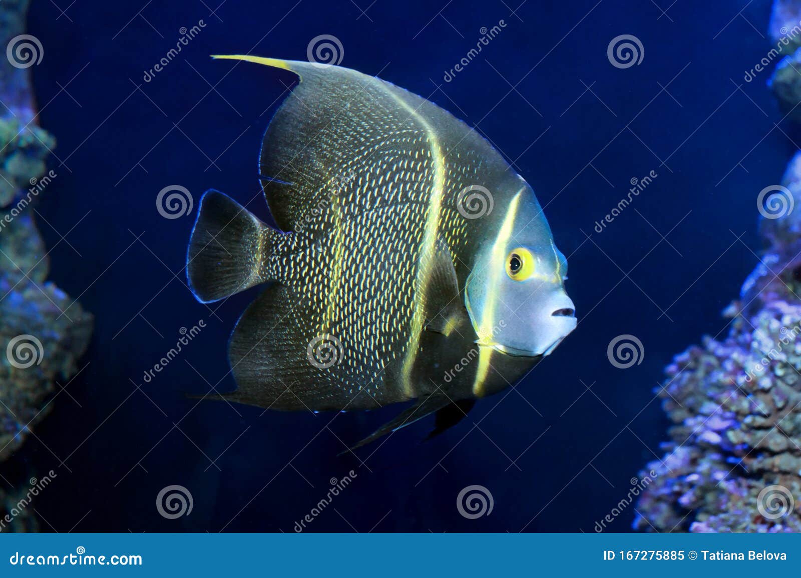 French Angelfish. Pomacanthus Paru Stock Image - Image of paru ...