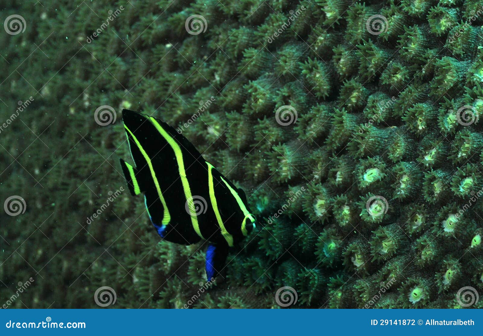 French Angelfish or Pomacanthus Paru Underwater in Ocean Stock Photo ...