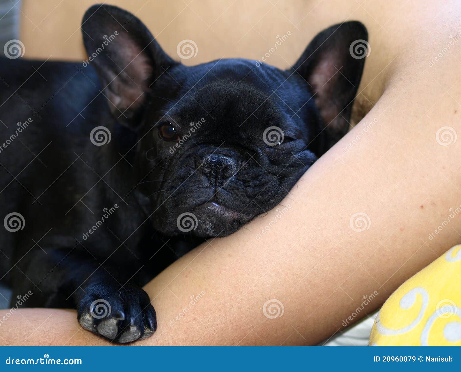 French boxer stock image. Image of ears, animal, face - 20960079