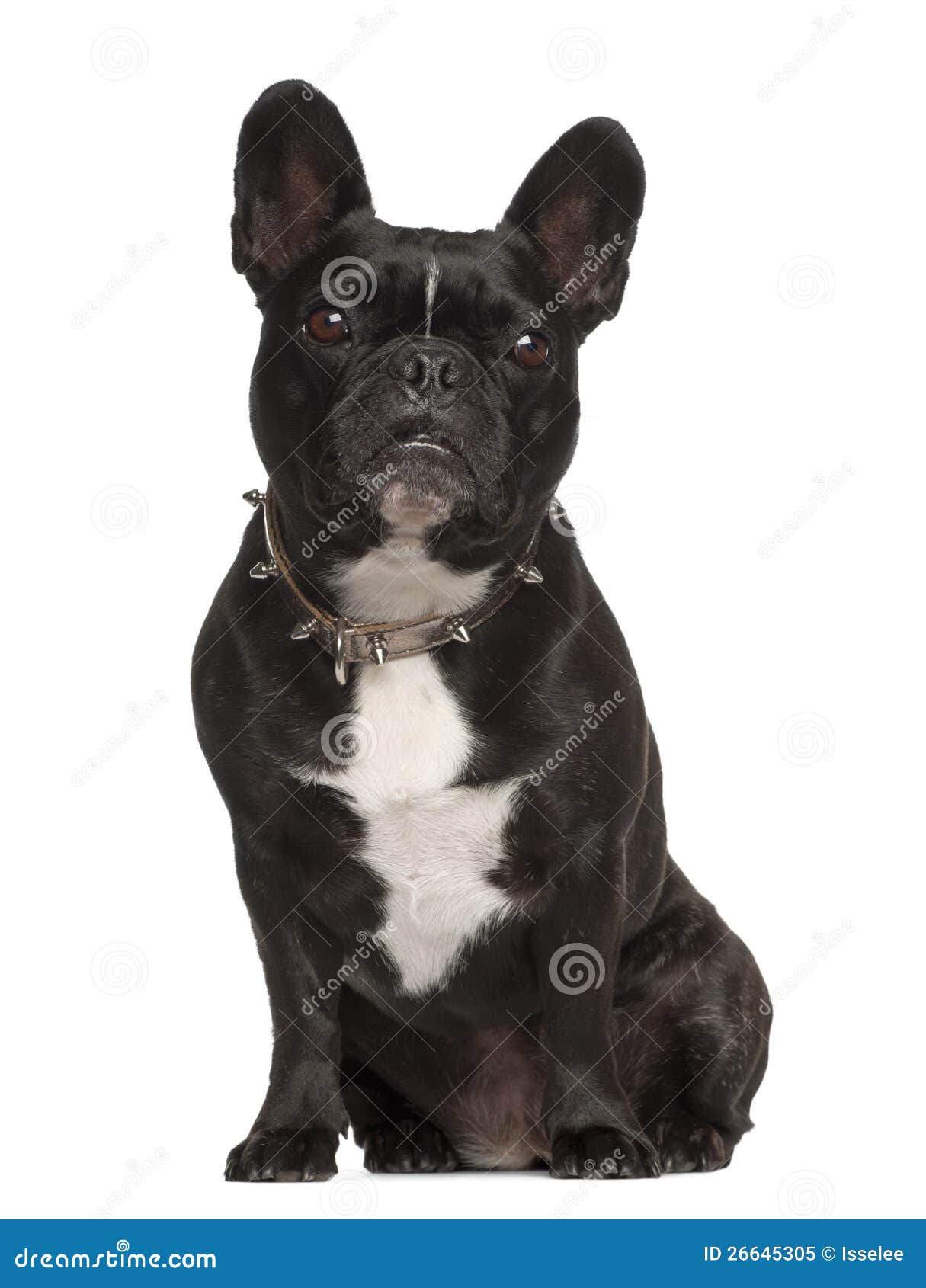 French Bulldog, 6 Years Old, Sitting Stock Image - Image of looking ...