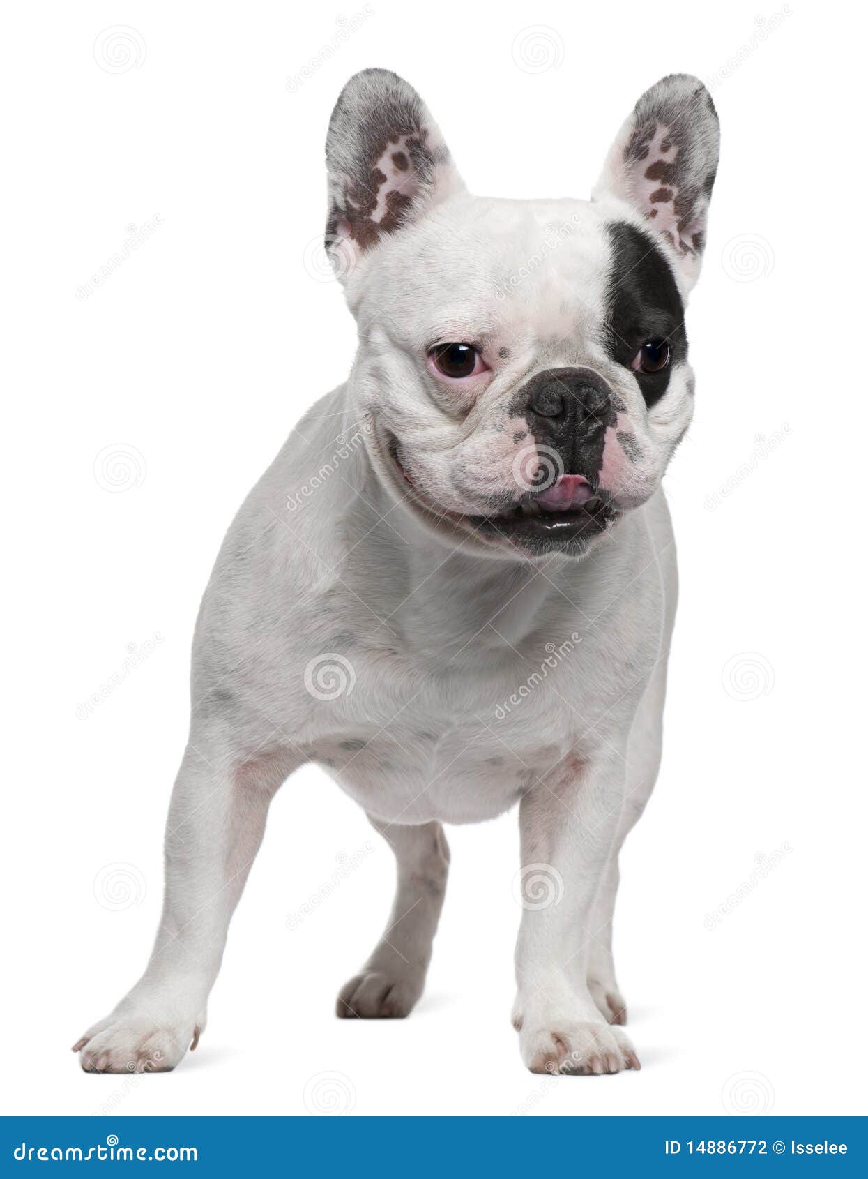French Bulldog, 6 Years Old, Standing Stock Photo - Image of animal ...