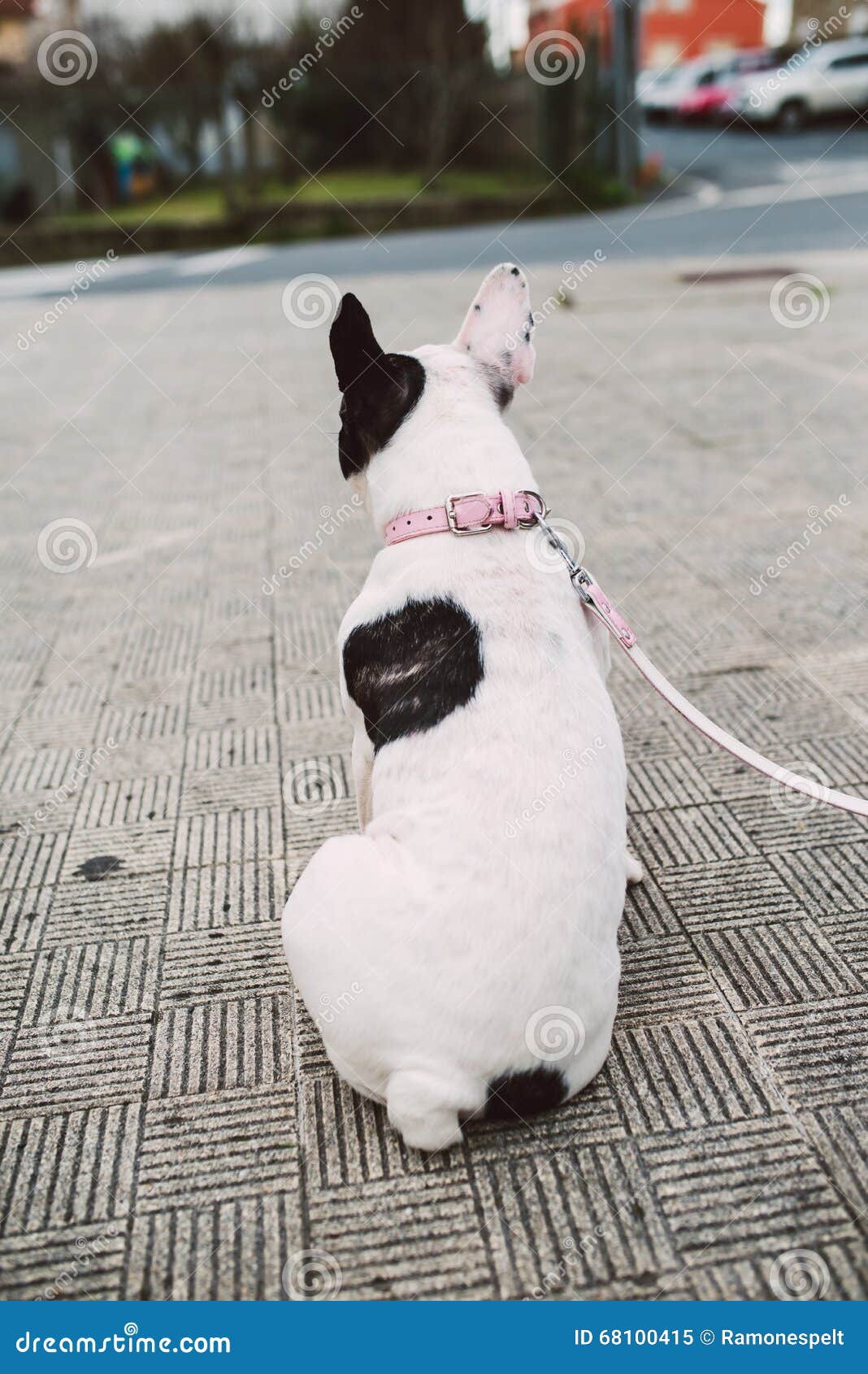 French bulldog back stock image. Image of themes, breed - 68100415
