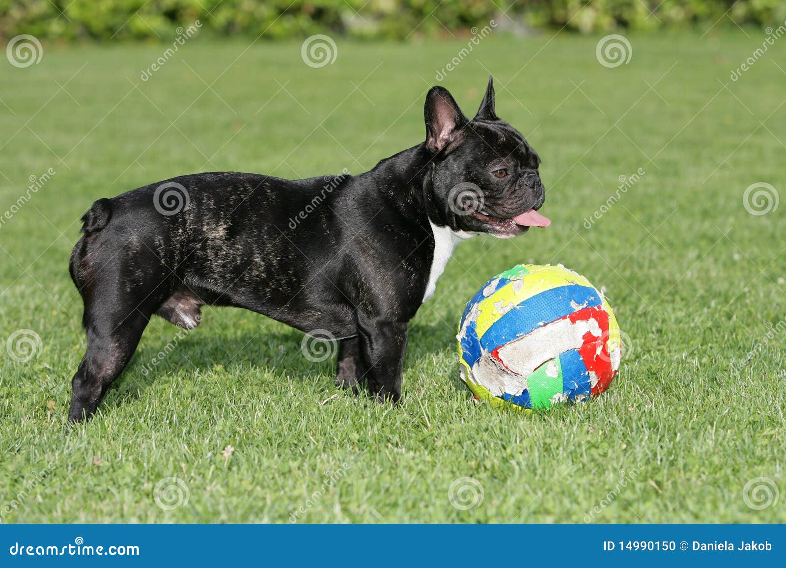 French bulldog with ball stock photo. Image of ball, brown - 14990150