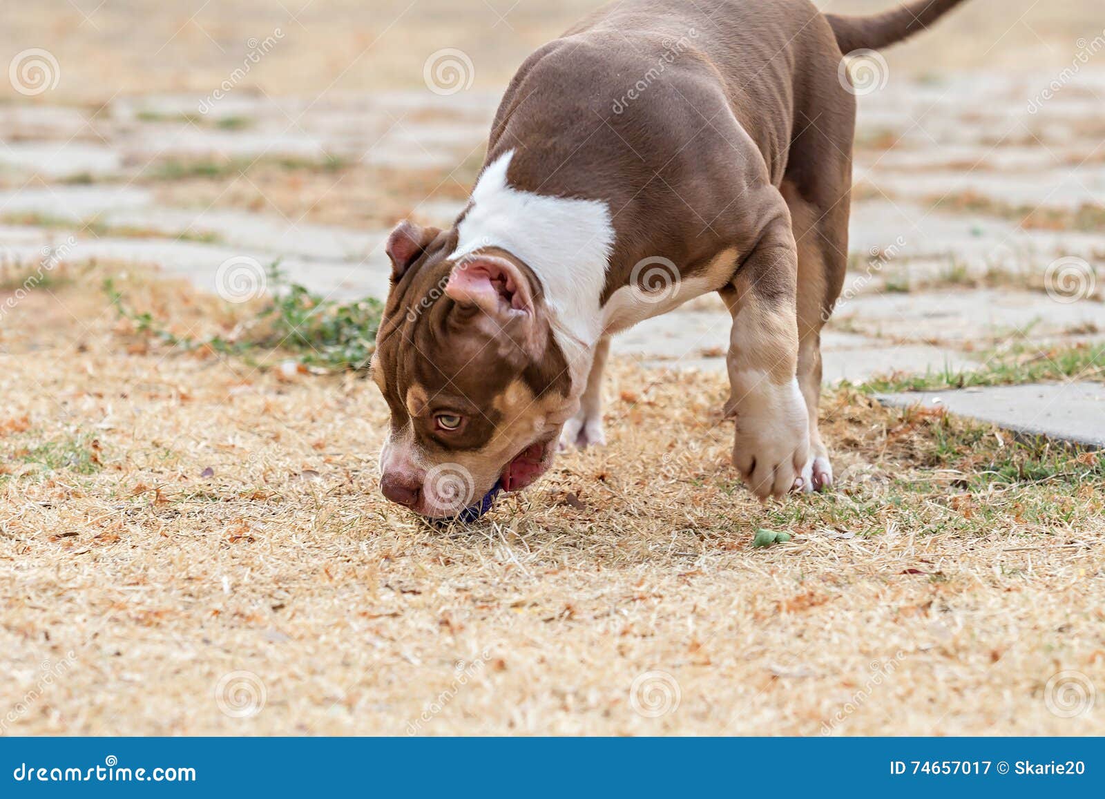 French Bulldog Ball Stock Images - Download 344 Royalty Free Photos