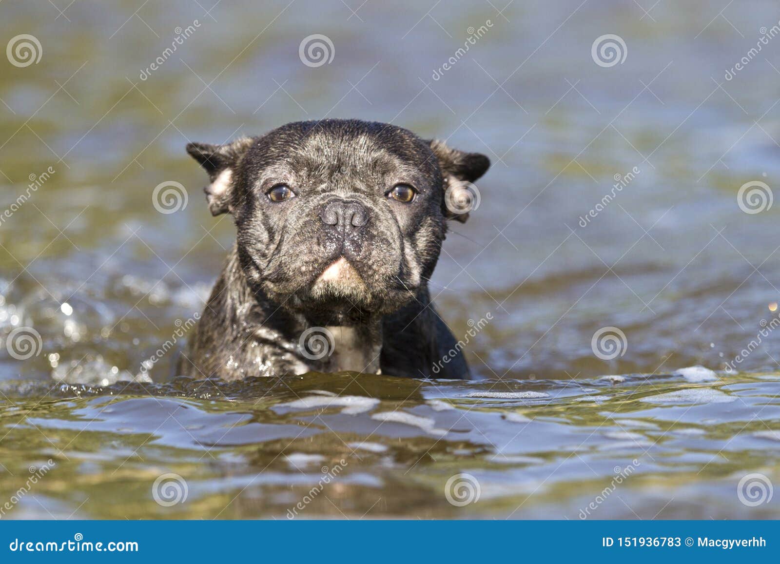 French Bulldog Swims in the Water Stock Image - Image of likes, color ...