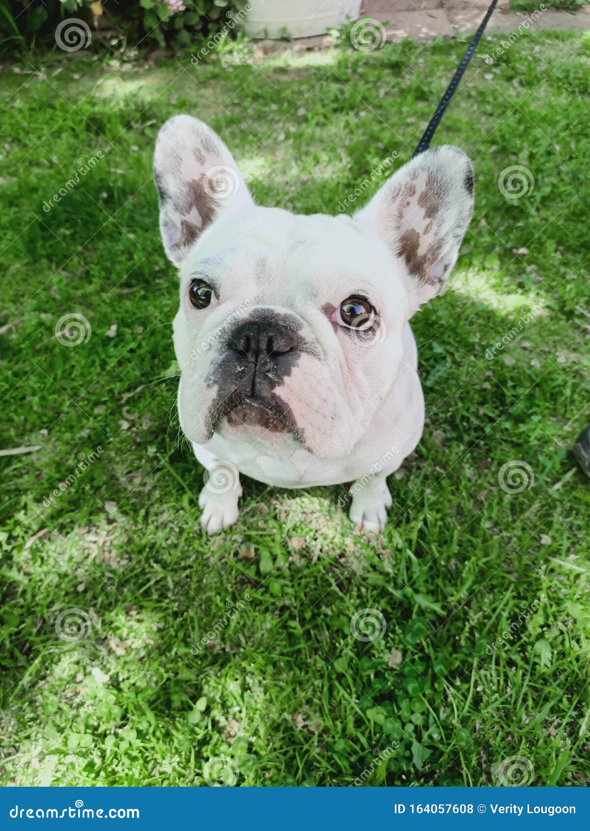 French Bulldog Cute stock photo. Image of puppy, bulldog - 164057608