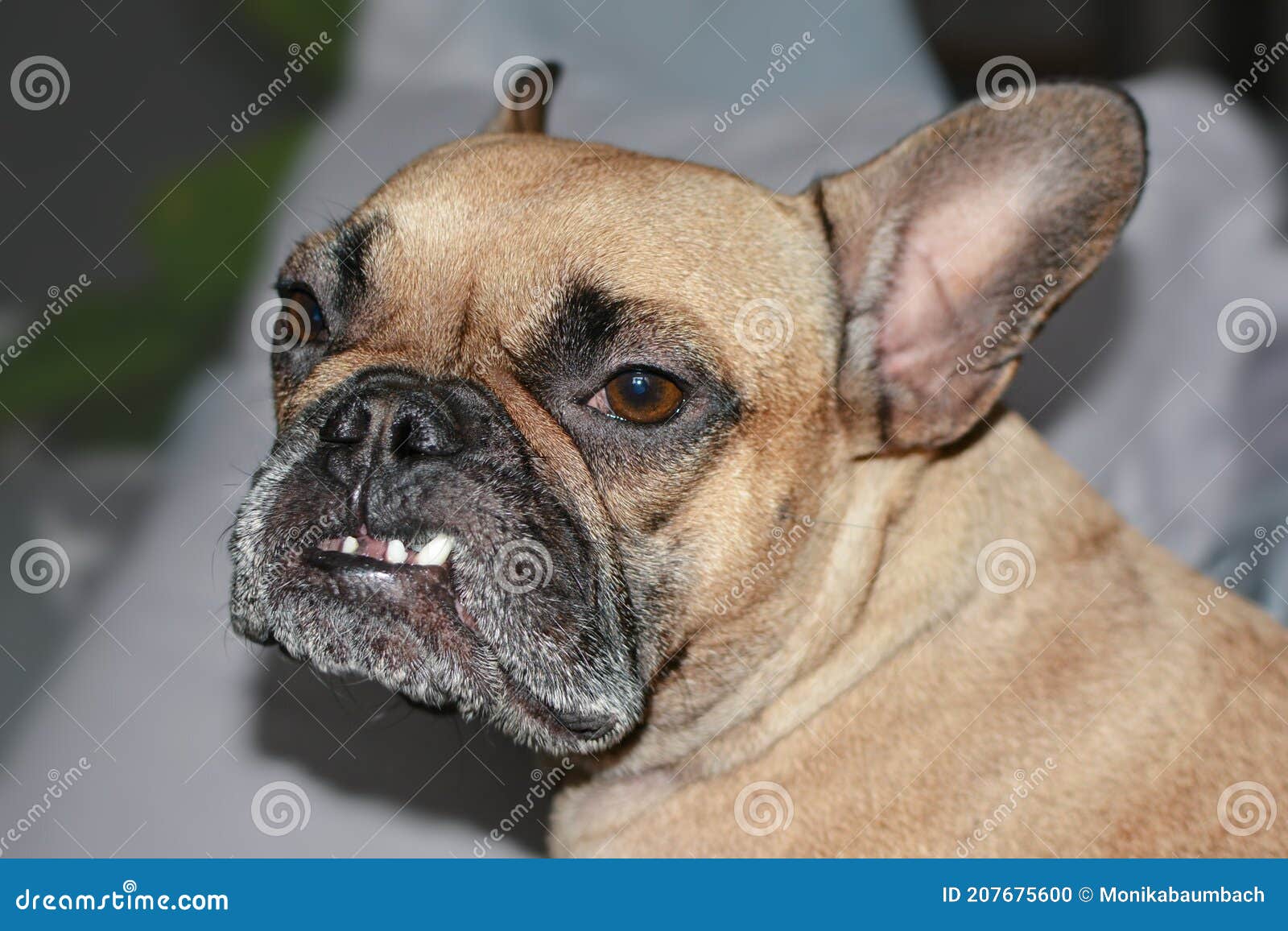 What Does An Overbite Look Like On A Dog