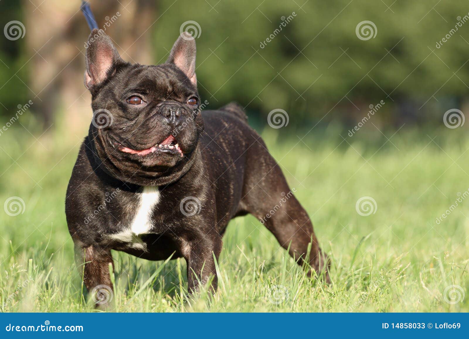 French Bulldog in field stock image. Image of looks, obscured - 14858033