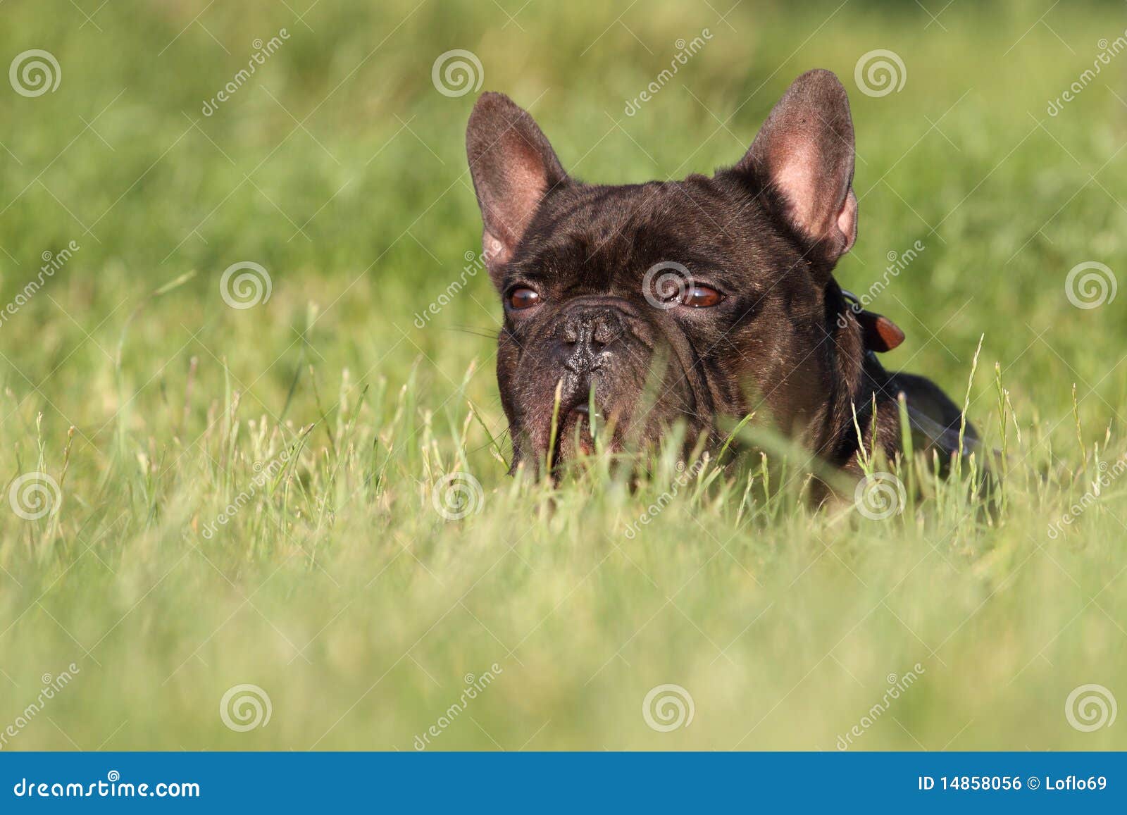 French Bulldog in field stock photo. Image of breed, obscured - 14858056