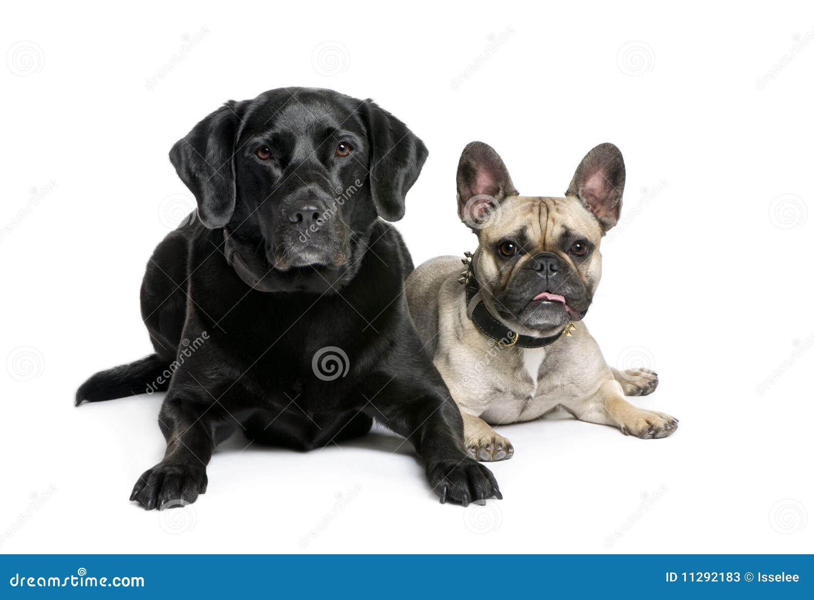 835 French Bulldog Labrador Stock Photos - Free & Royalty-Free Stock ...