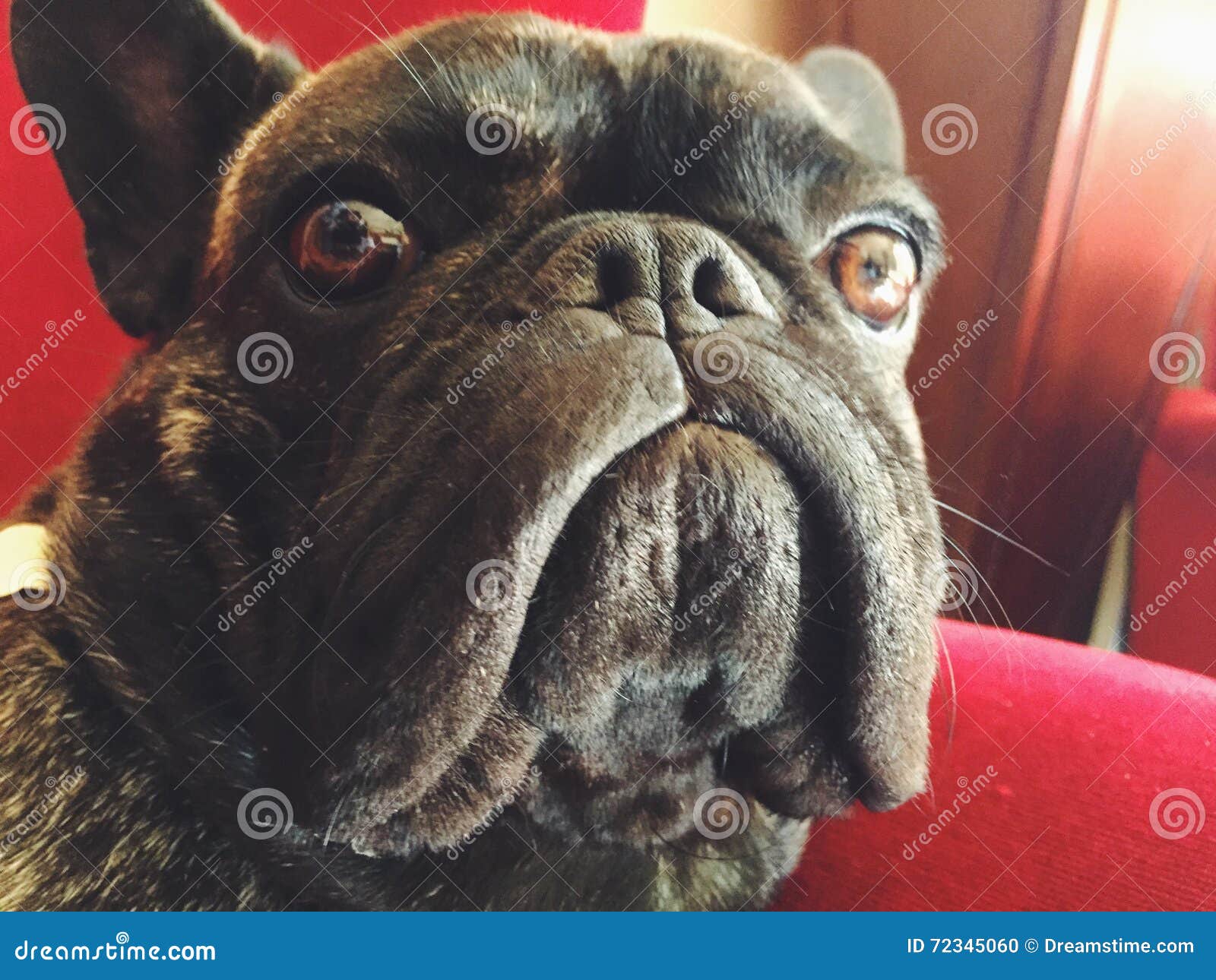 French Bulldog Looking Scared Stock Photo - Image of looking, pupp ...