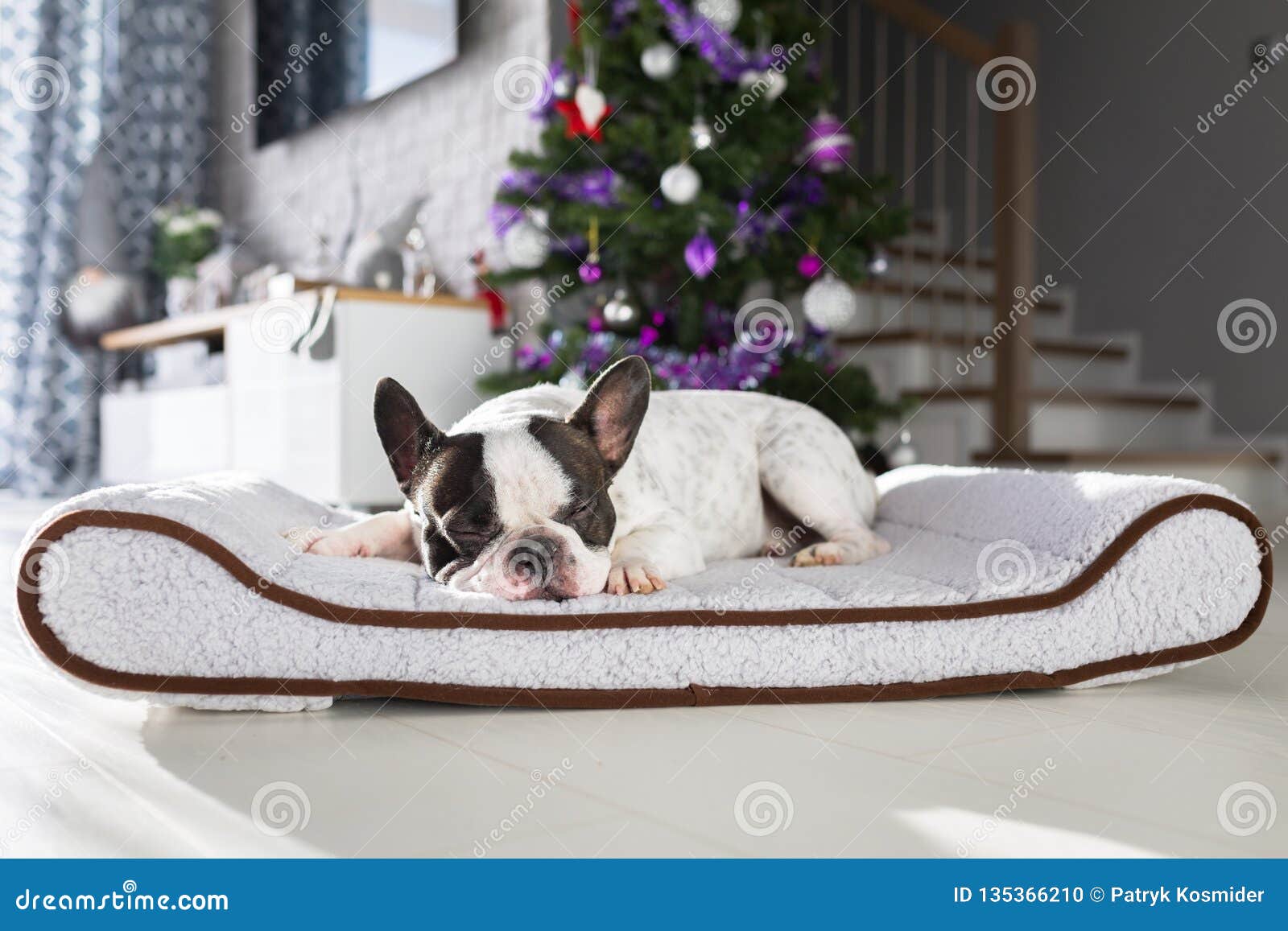 French Bulldog Lying Under the Christmas Tree Stock Photo - Image of ...