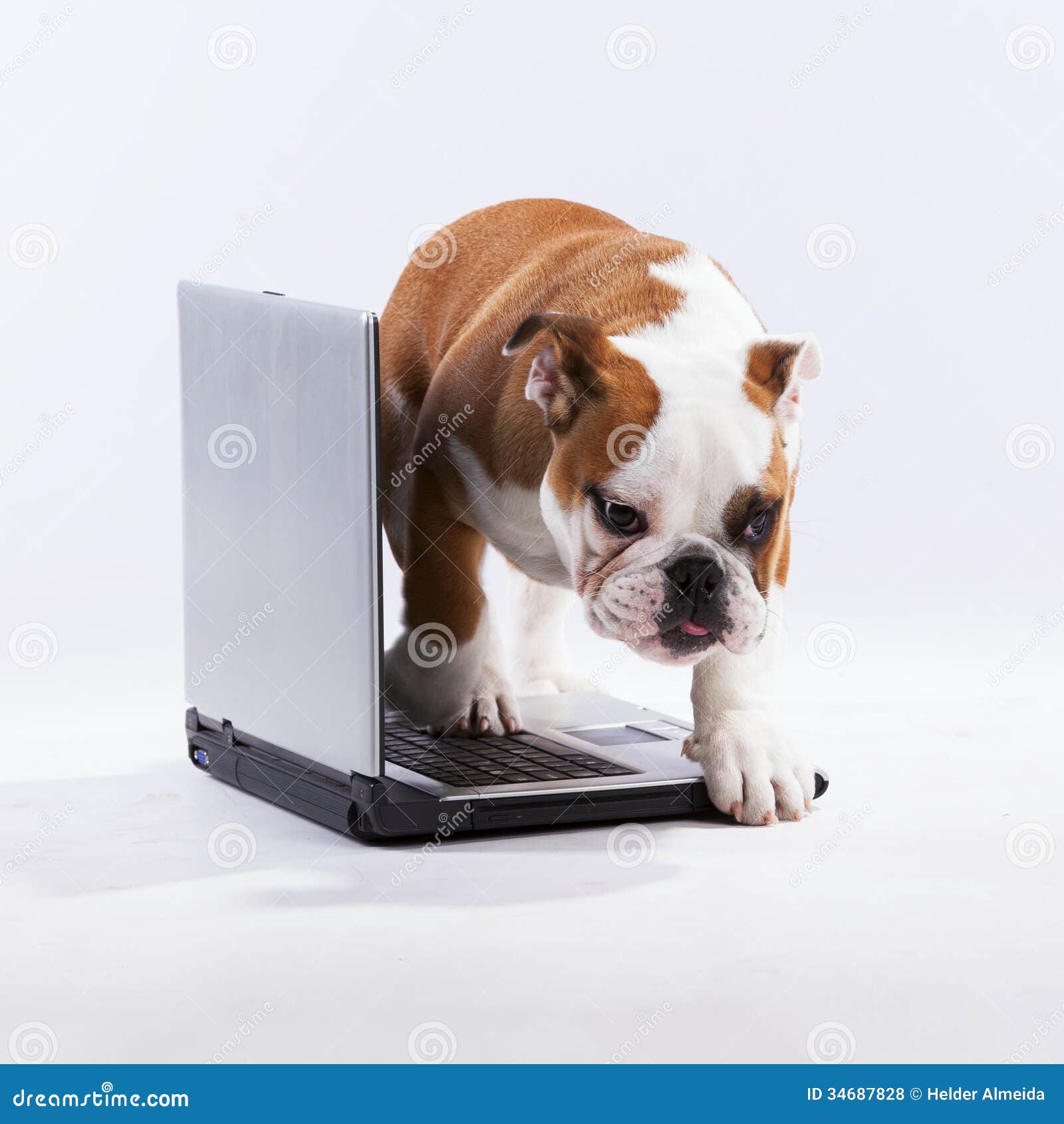 French bulldog stock photo. Image of adorable, doggy - 34687828