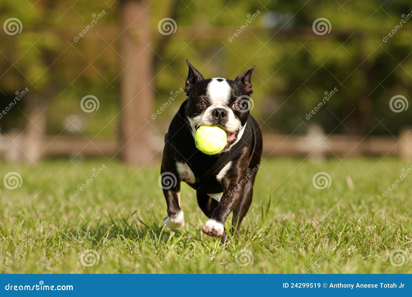 French Bulldog Playing Fetch Stock Image - Image of playing, puppy ...