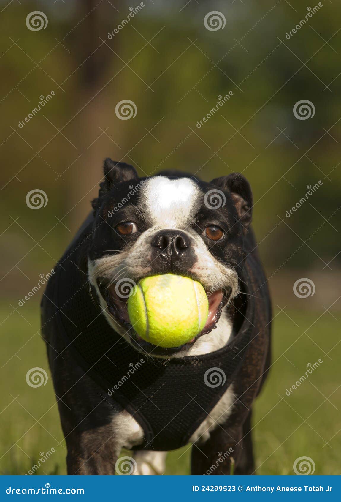 French Bulldog Playing Fetch Stock Image - Image of running, mammal ...