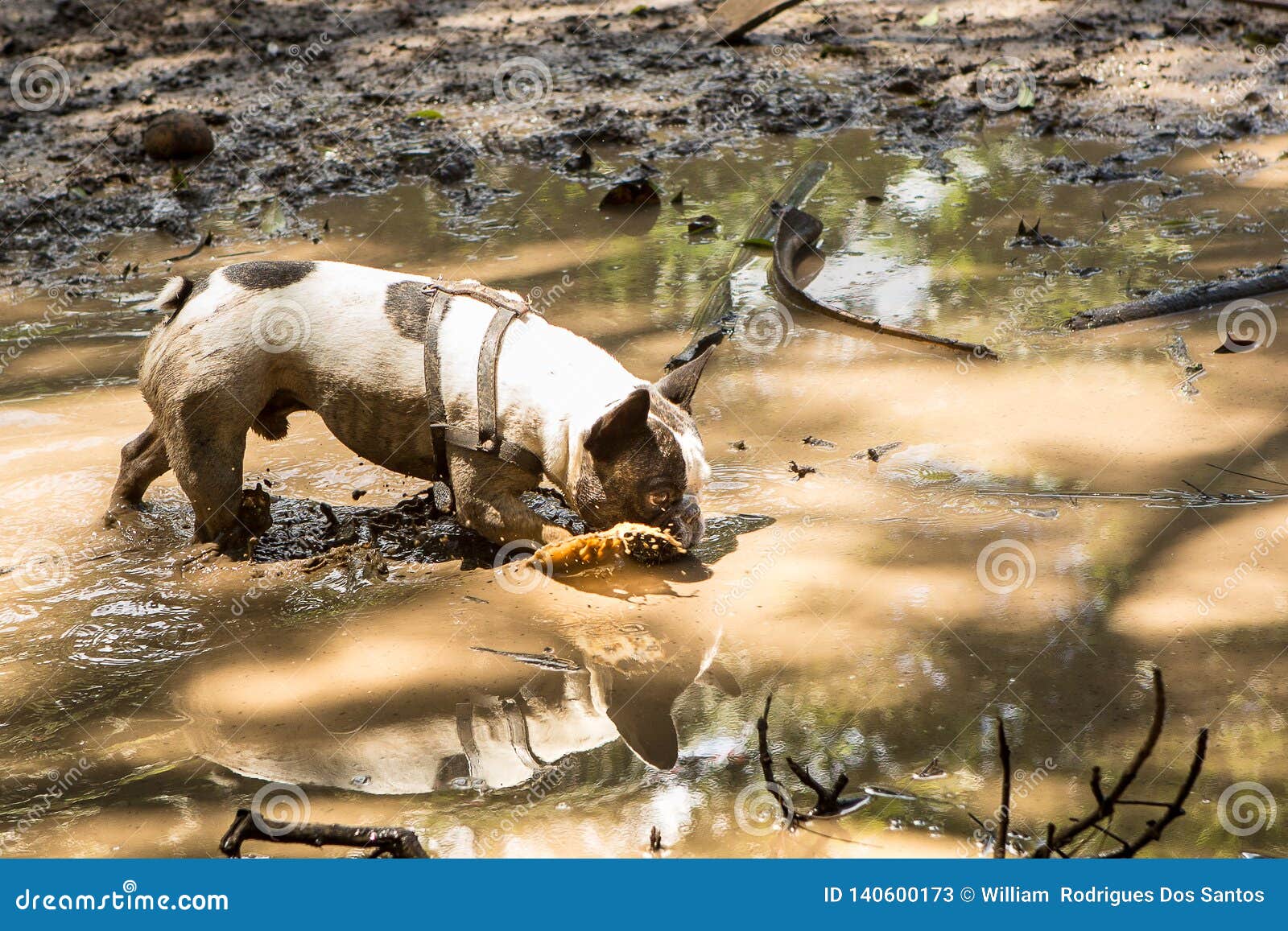 French Bulldog Playing in the Mud Stock Image - Image of animal, heat ...