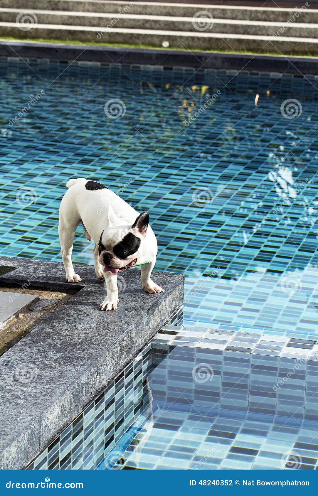 French Bulldog at Pool Side Stock Photo - Image of alone, bulldog: 48240352