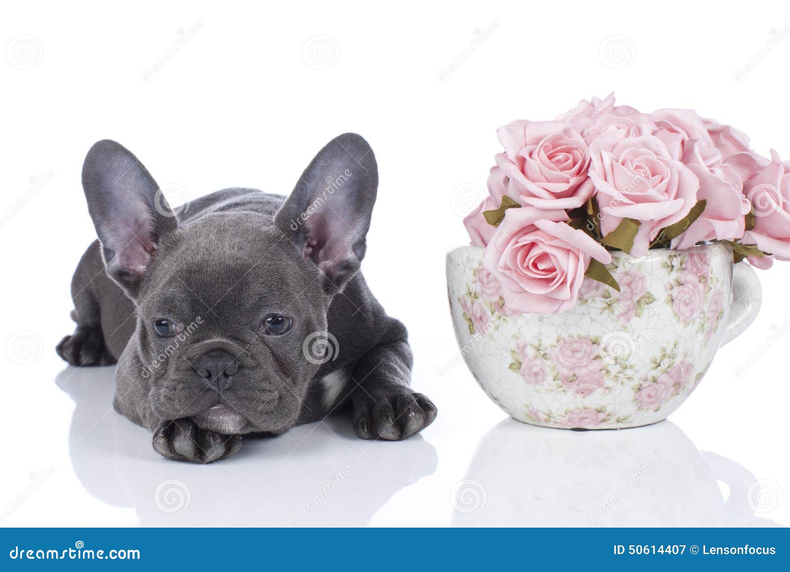 French Bulldog with Pot of Flowers Stock Image - Image of roses, cute ...