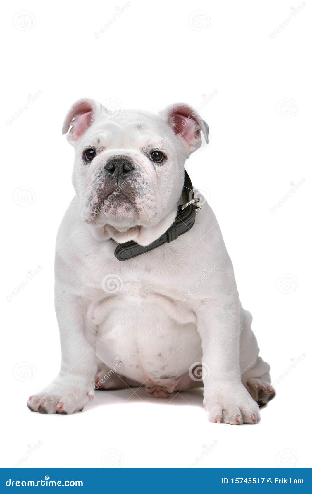 French bulldog puppy stock image. Image of front, bulldog - 15743517