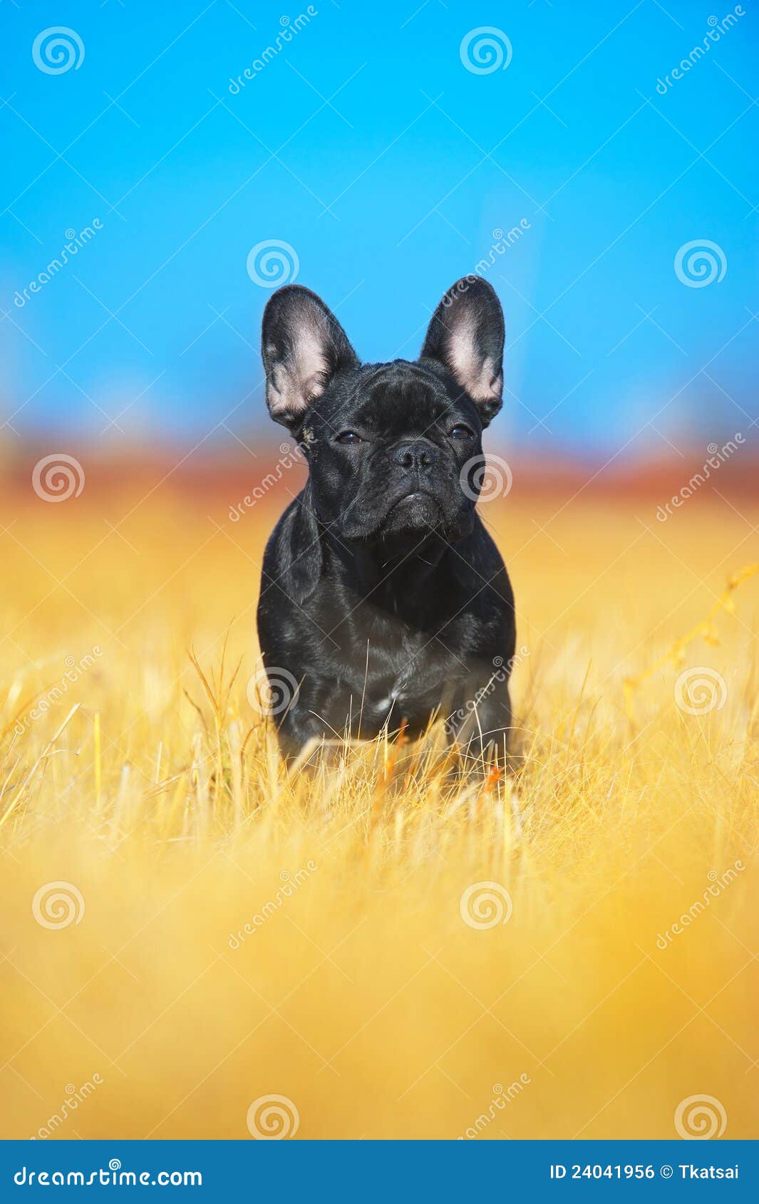 French bulldog puppy stock photo. Image of adorable, sweet - 24041956