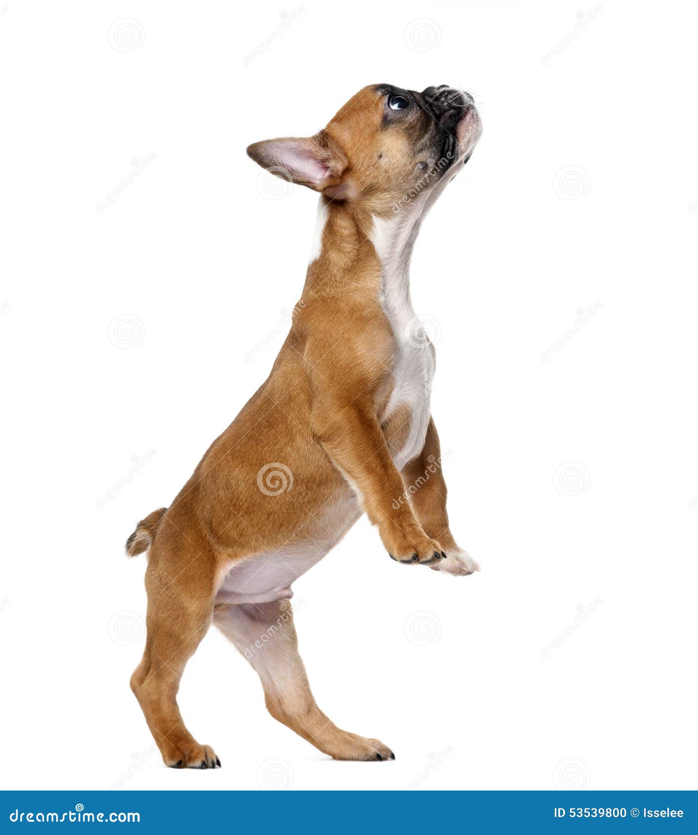 Sad Ca De Bou Puppy Is Standing On A Autumn Meadow. Majorca Mastiff Or ...