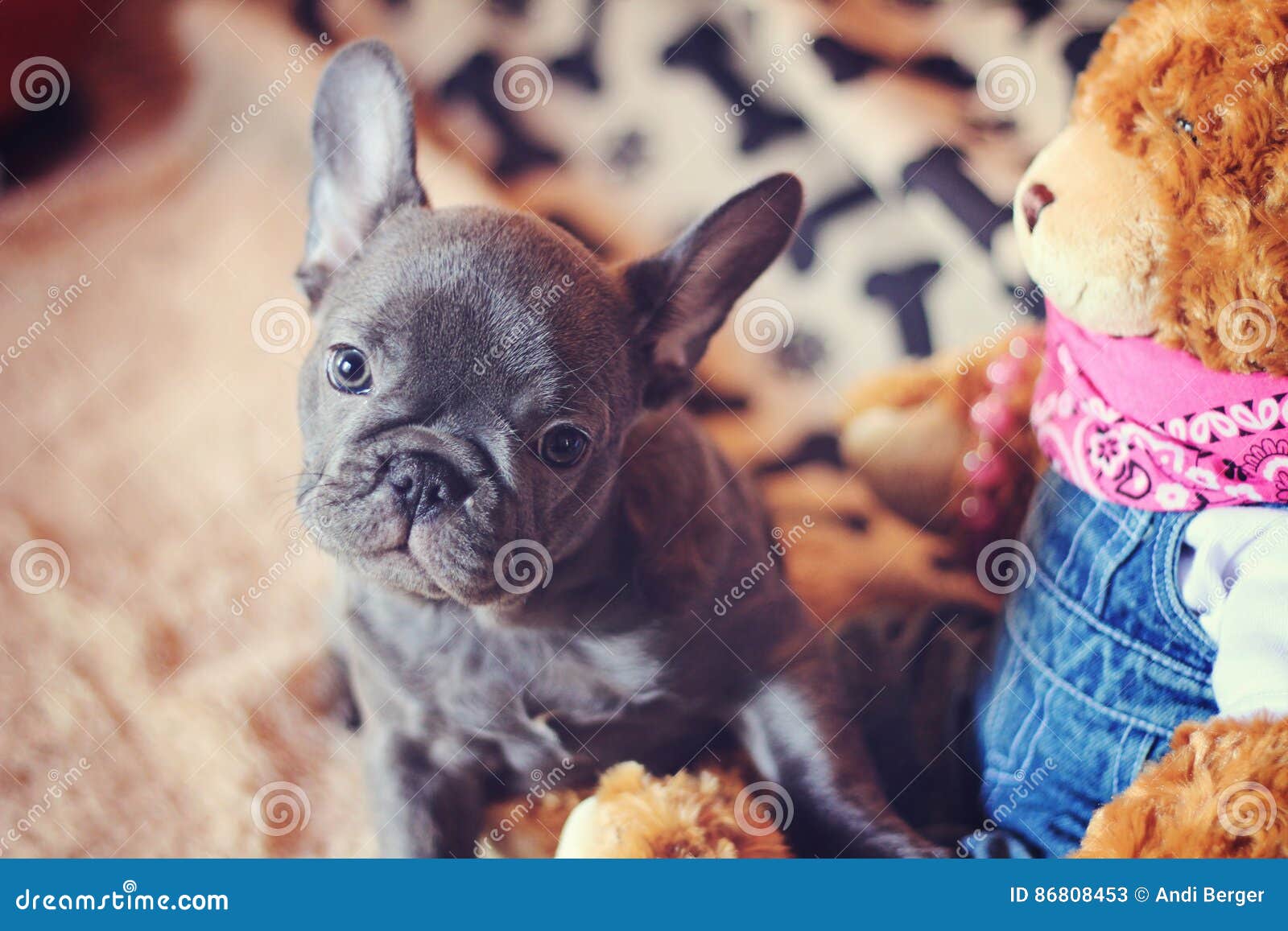 French Bulldog Puppy with Teddy Bear Stock Image - Image of friend ...