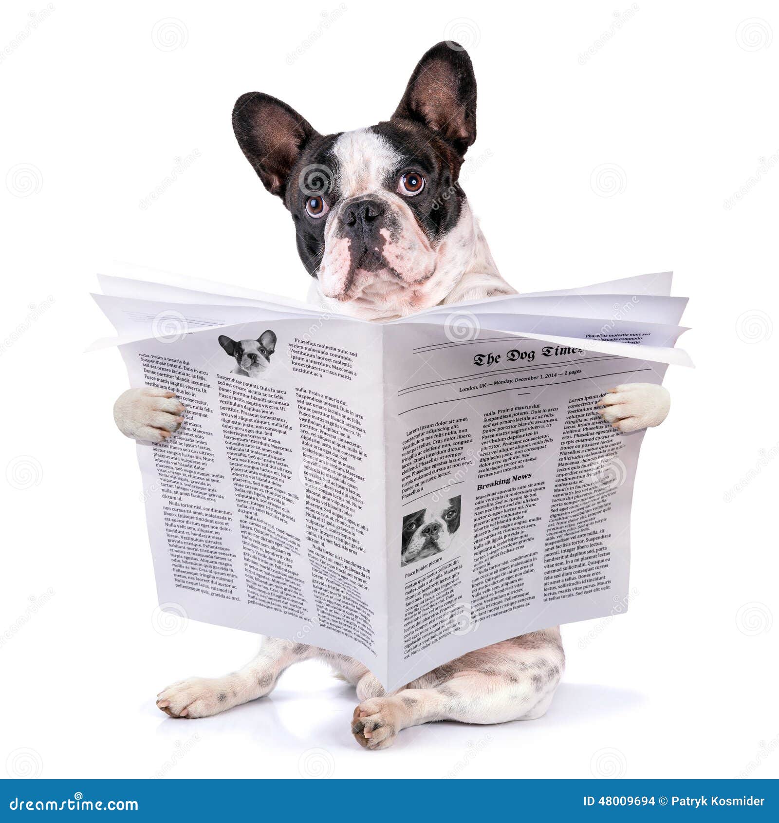 French Bulldog Reading Newspaper Stock Photo - Image of clever, paper ...