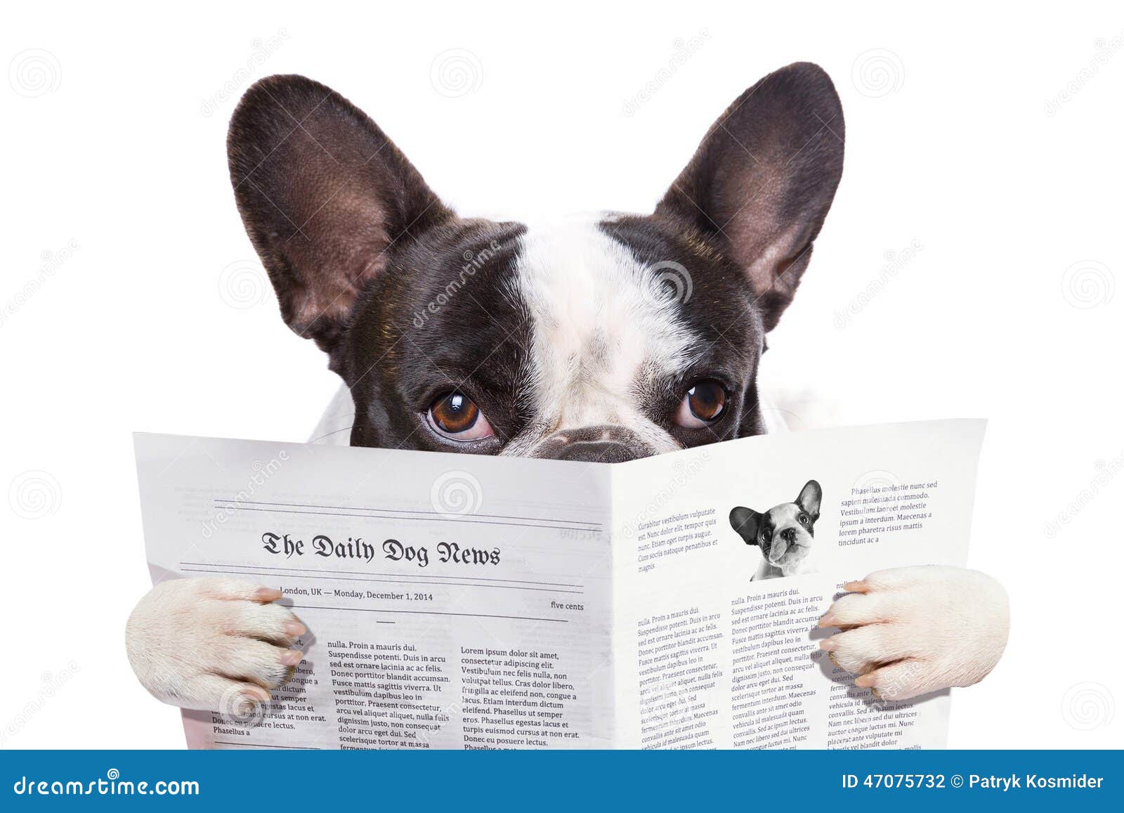 French Bulldog Reading Newspaper Stock Photo - Image of page, paper ...