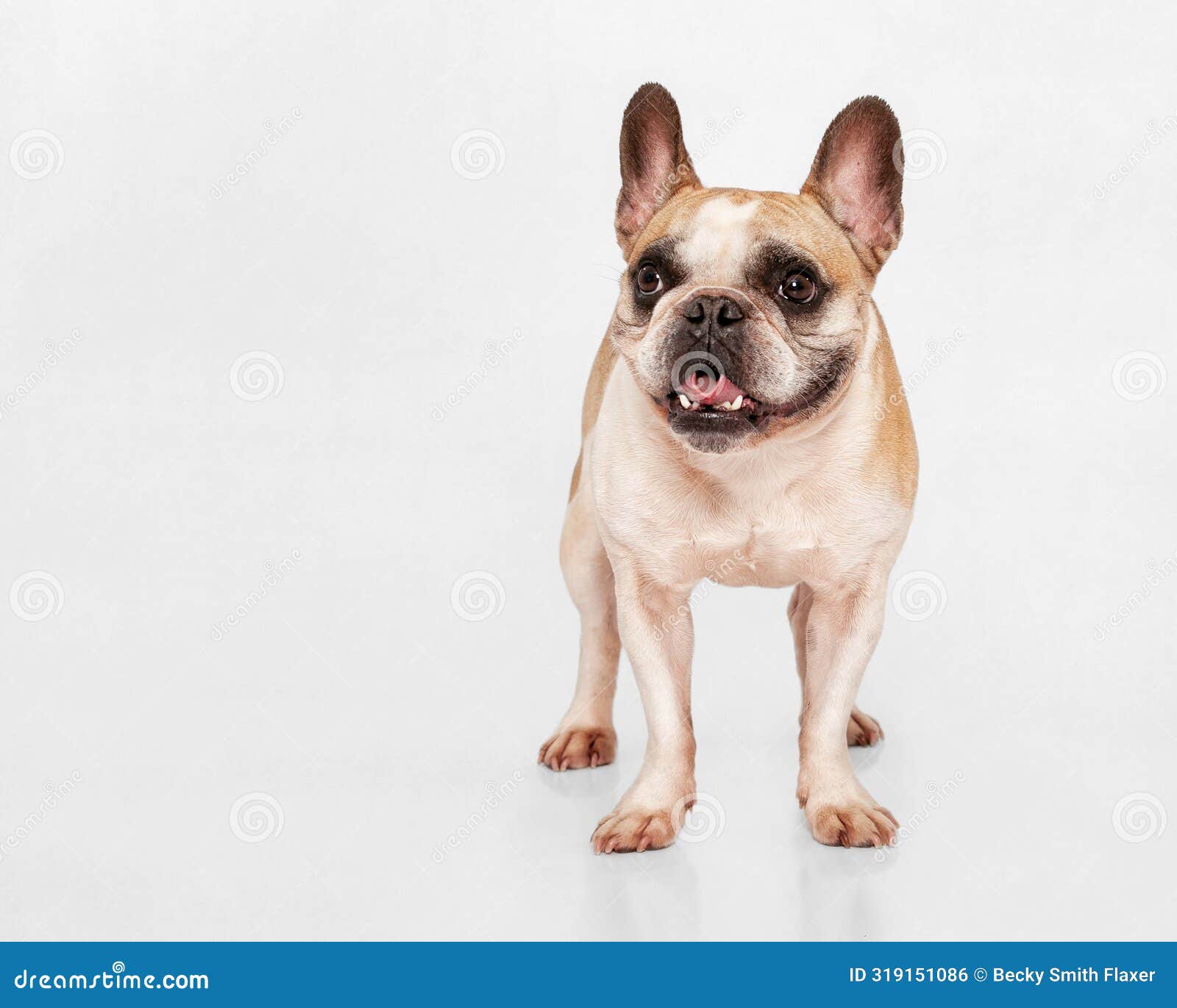 French Bulldog Smiling with Tongue Curled Stock Photo - Image of ...