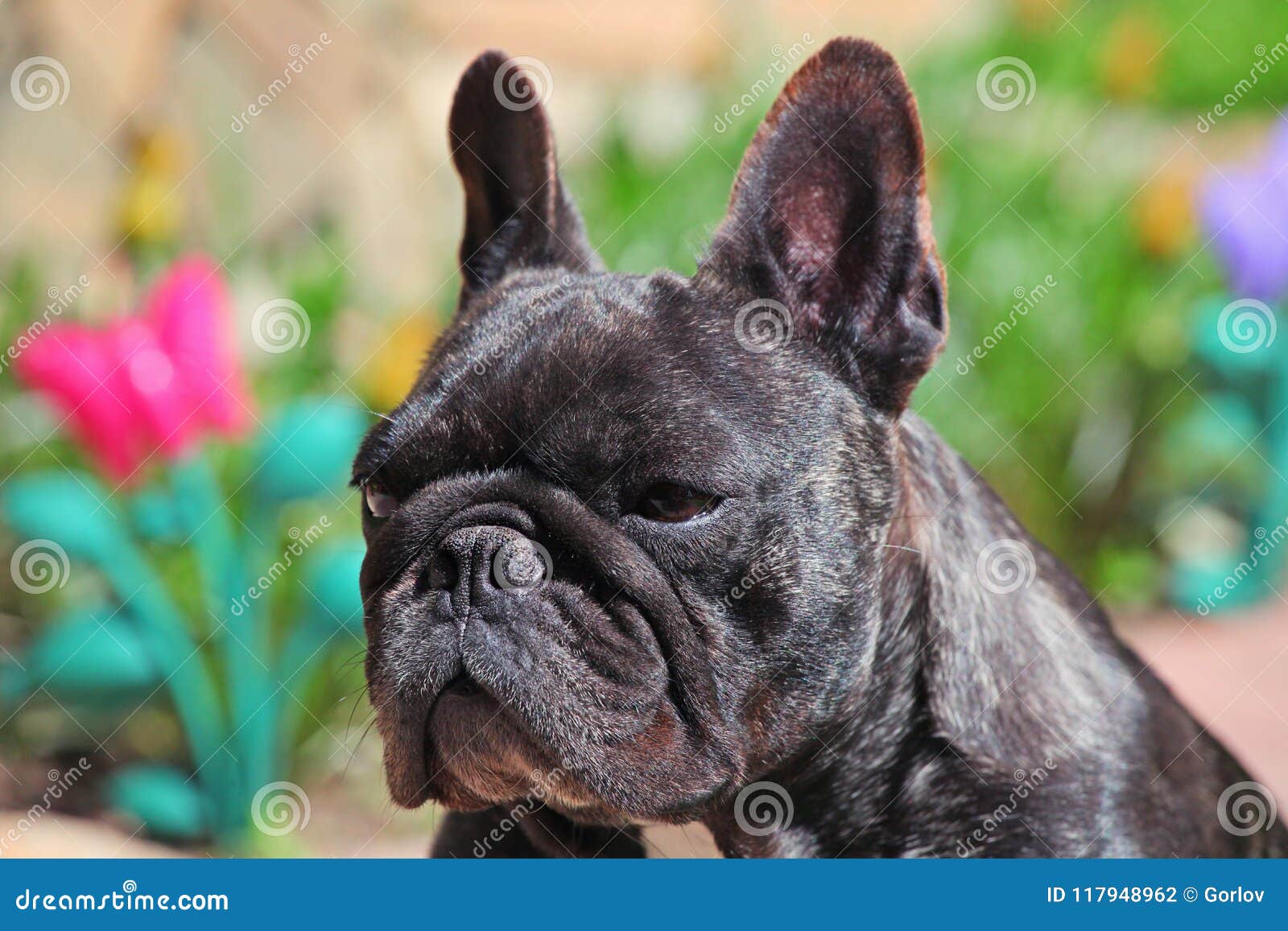 French Bulldog Spring Garden Day Light Stock Photo - Image of bulldog ...