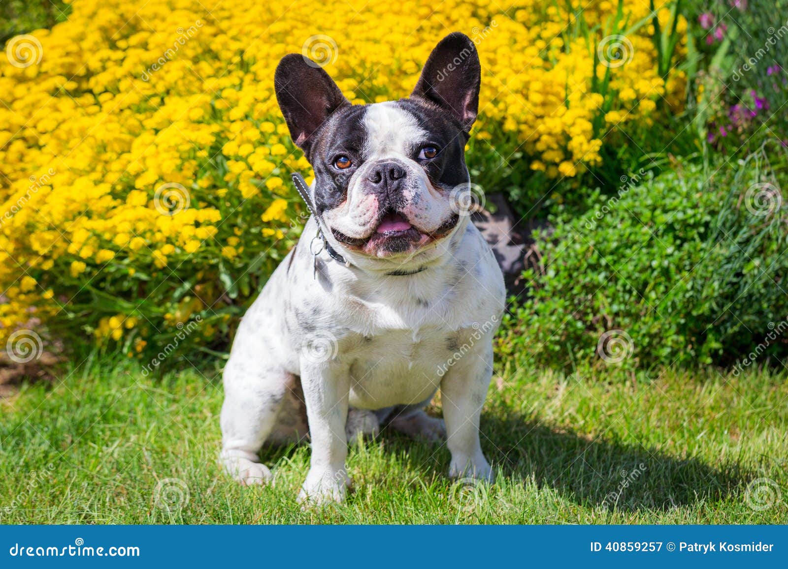 French Bulldog in the Spring Garden Stock Image - Image of animal, face ...