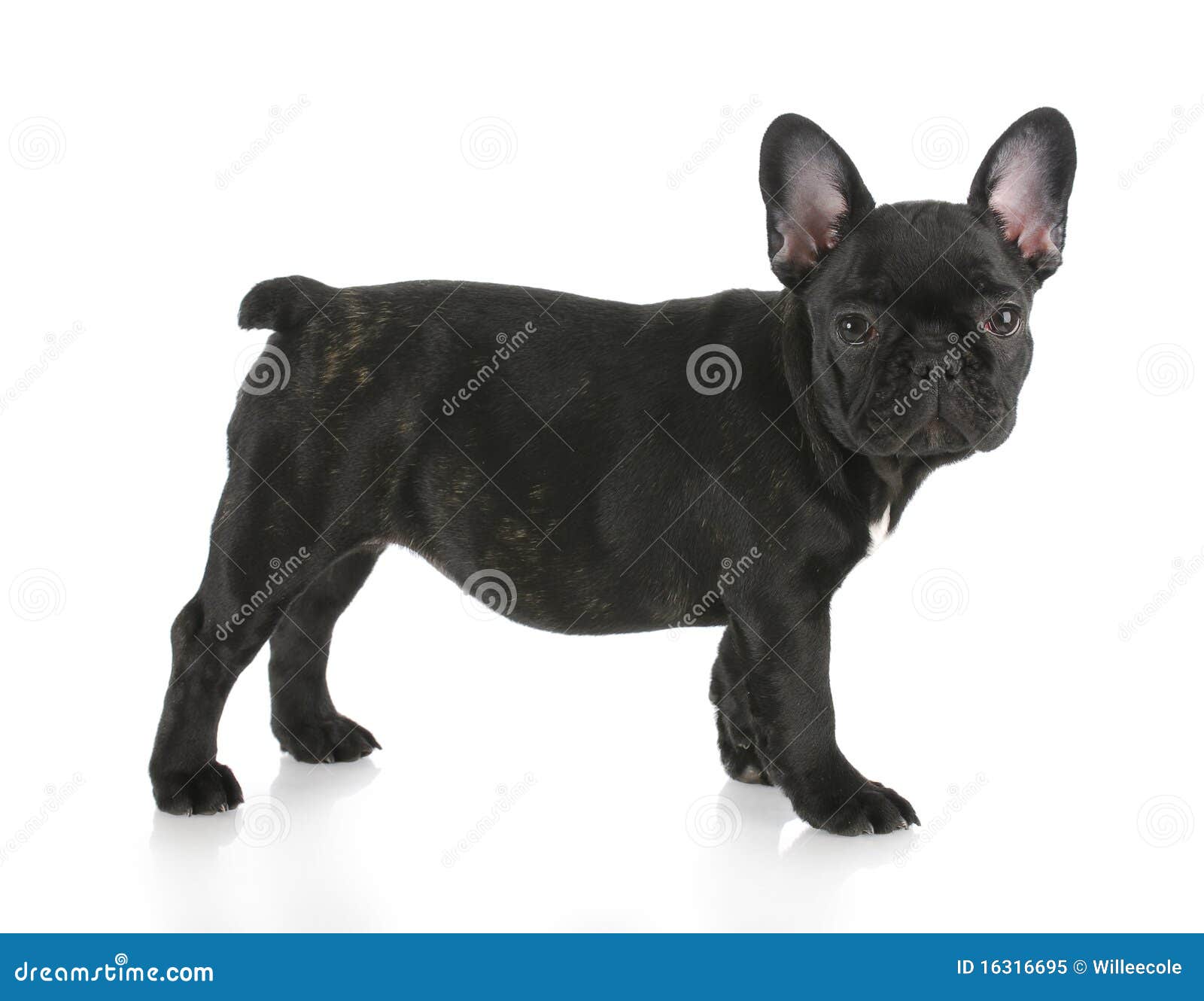 French bulldog standing stock image. Image of doggy, standing - 16316695