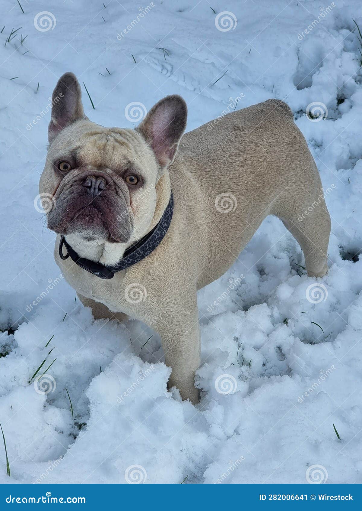 French Bulldog Standing in the Snow Stock Image - Image of standing ...