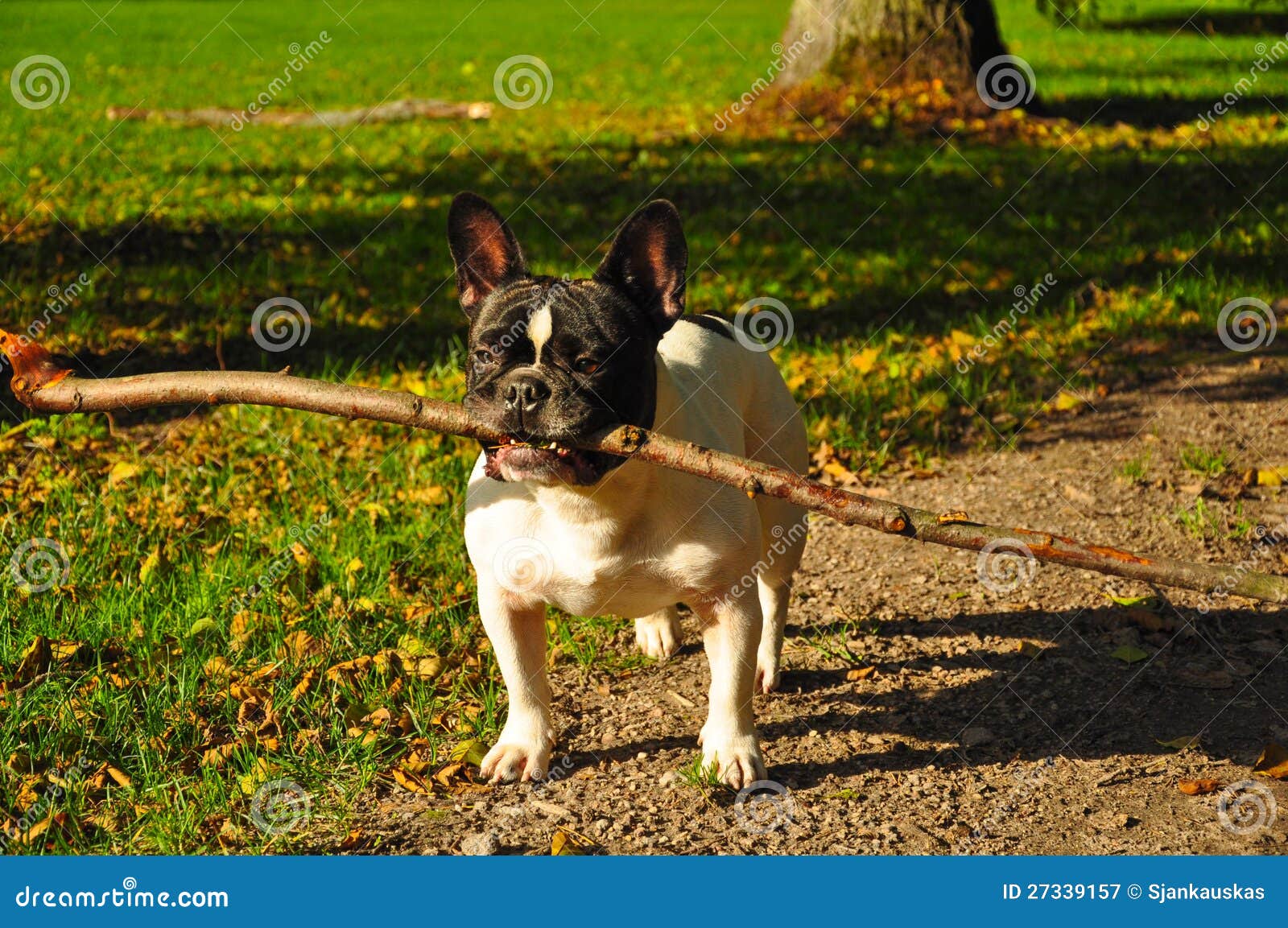 French bulldog with stick stock image. Image of looking - 27339157