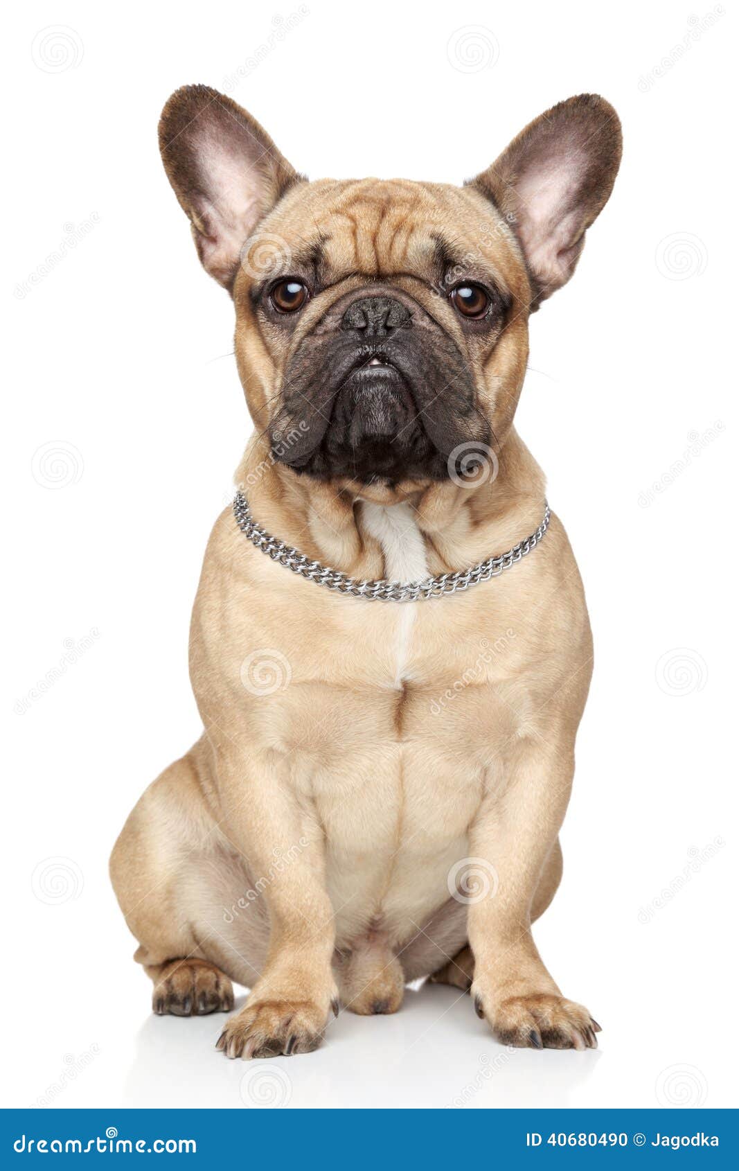 French bulldog stock photo. Image of french, posing, collar - 40680490