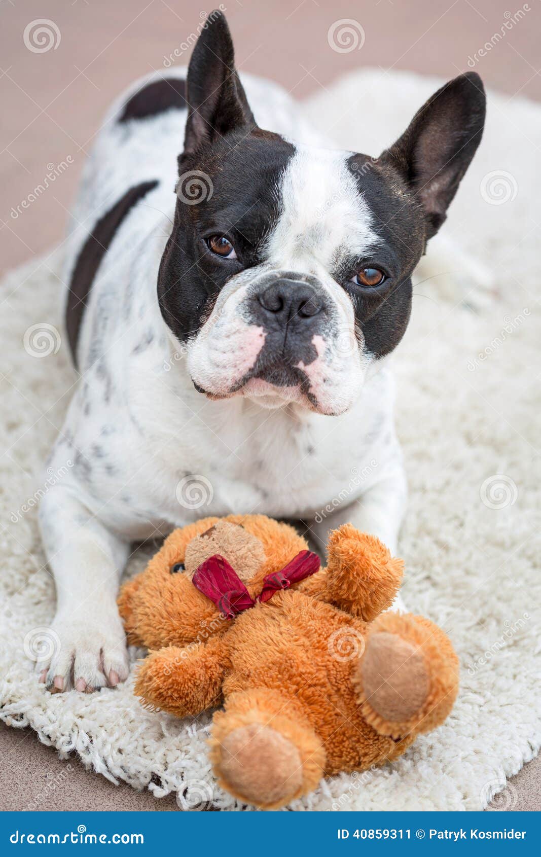 French Bulldog with Teddy Bear Stock Image - Image of french, champion ...