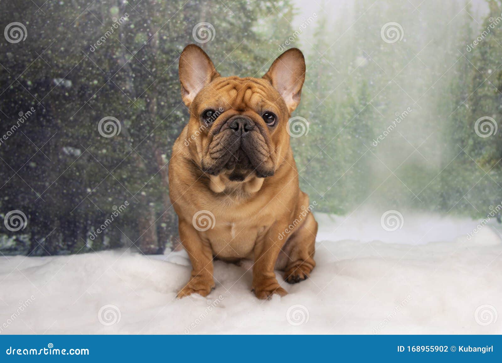 French Bulldog Walks in the Winter Forest Stock Photo - Image of puppy ...