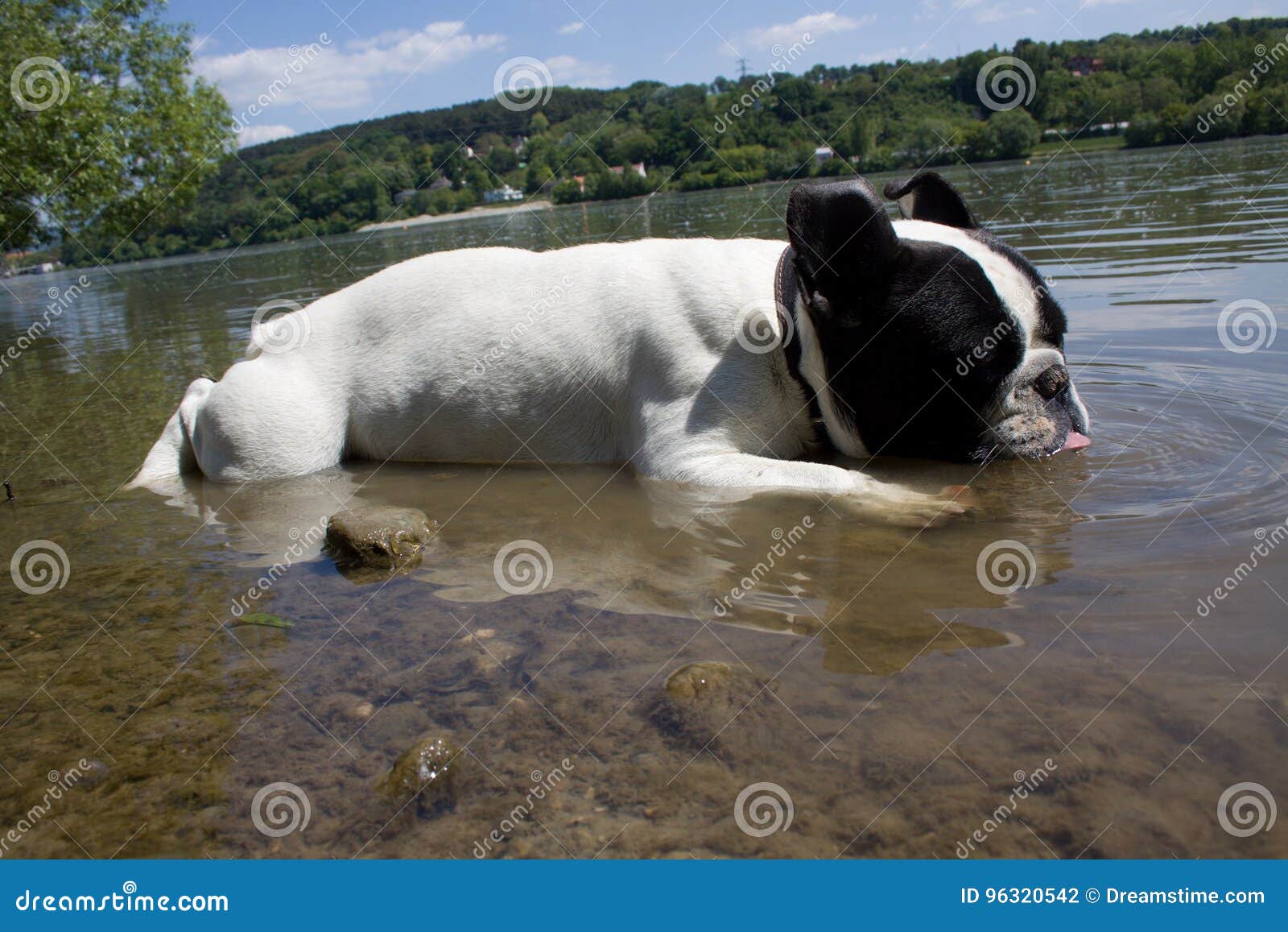 French Bulldog in water stock photo. Image of sitting - 96320542