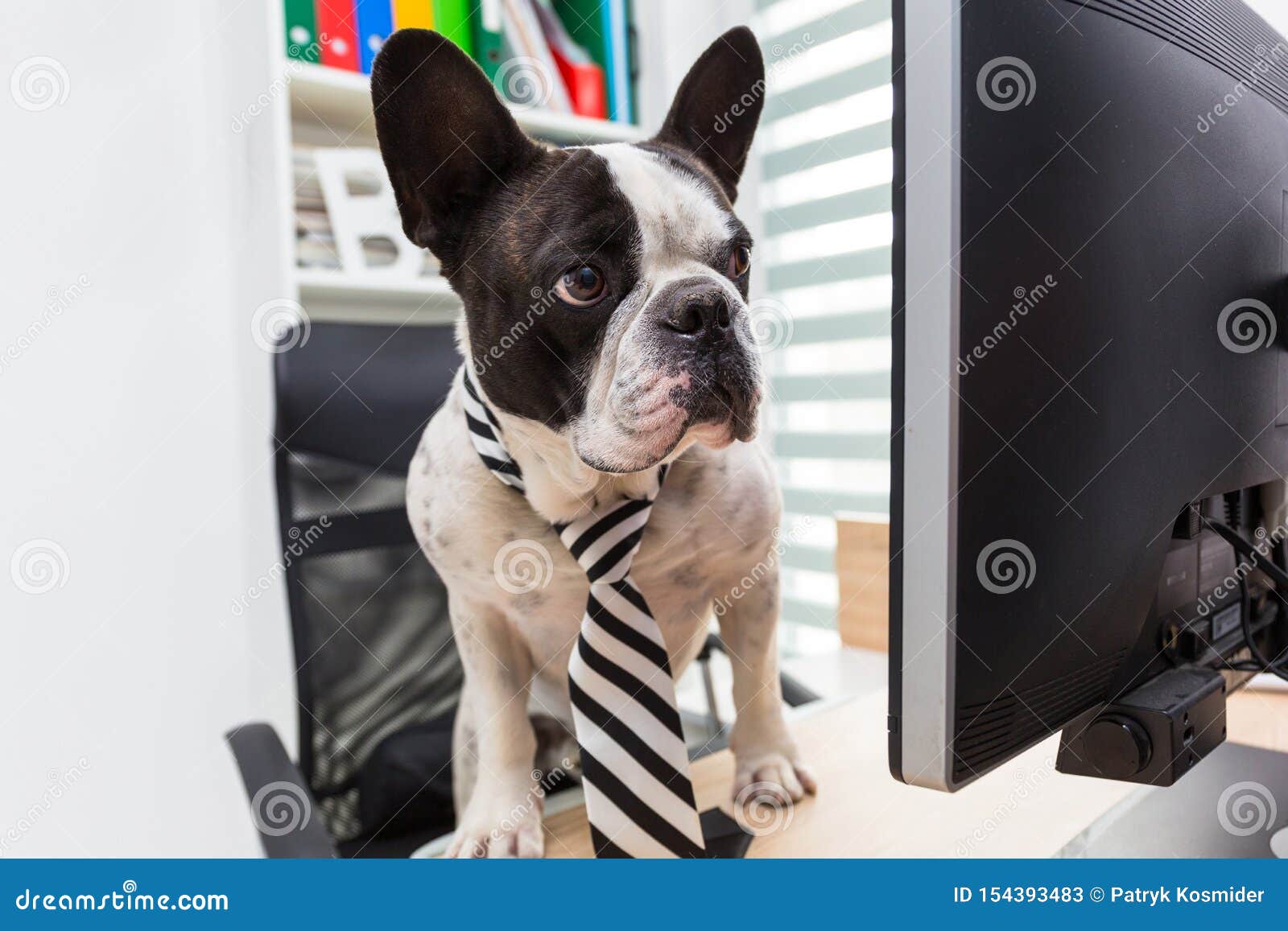 French Bulldog Works on Computer at the Office Stock Image - Image of ...