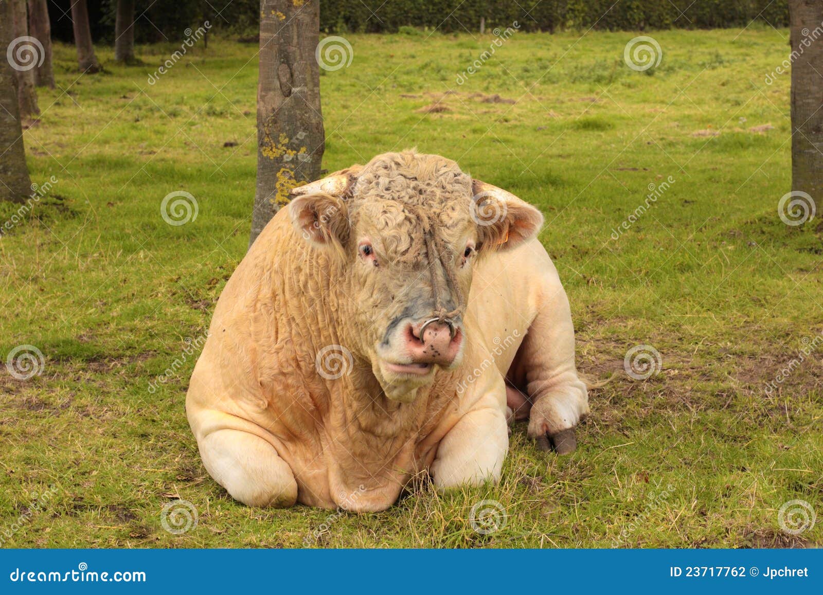 French Charolais Bull Lying in Grass Green Stock Photo - Image of rural ...