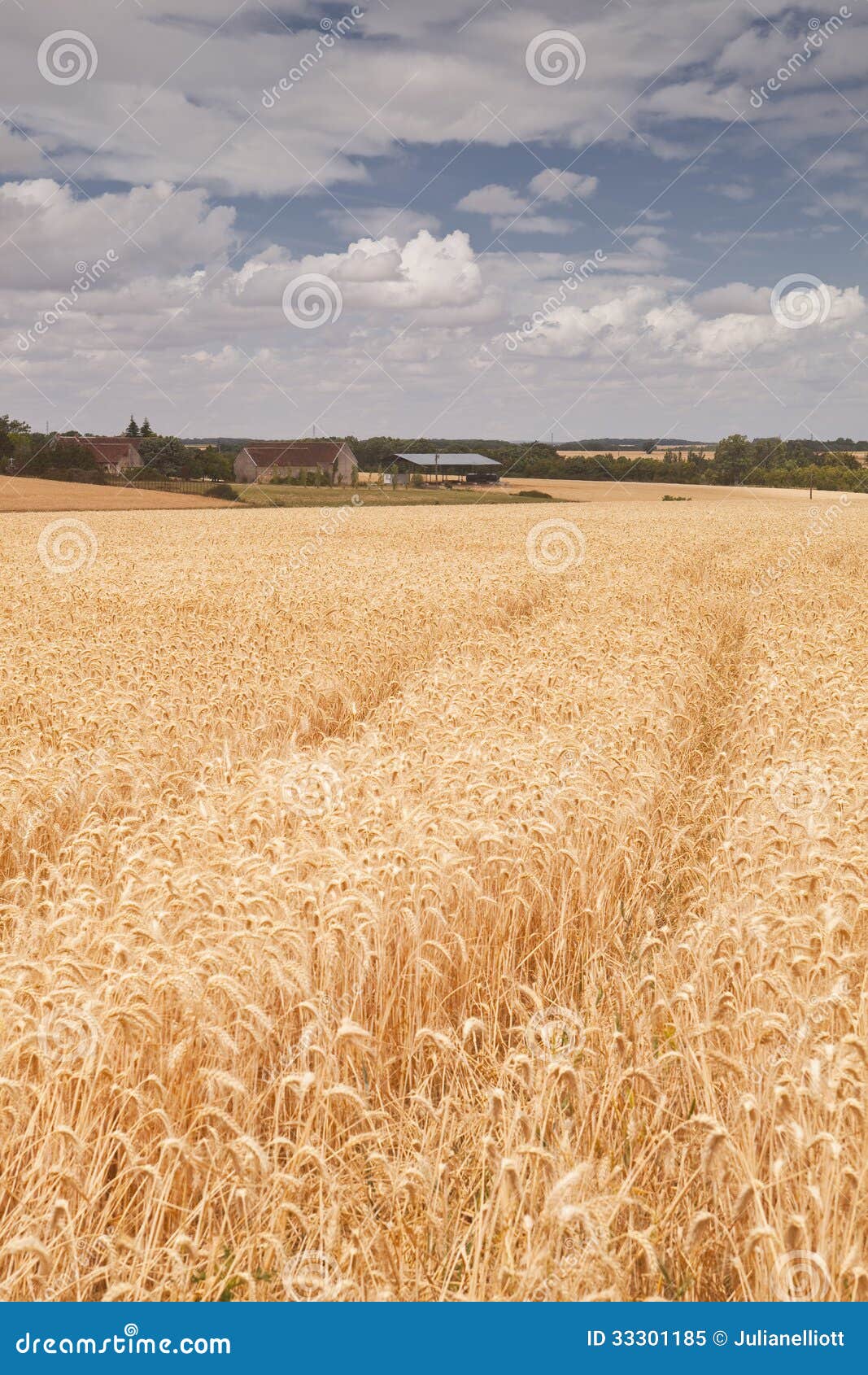 French corn stock image. Image of agricultural, raise - 33301185