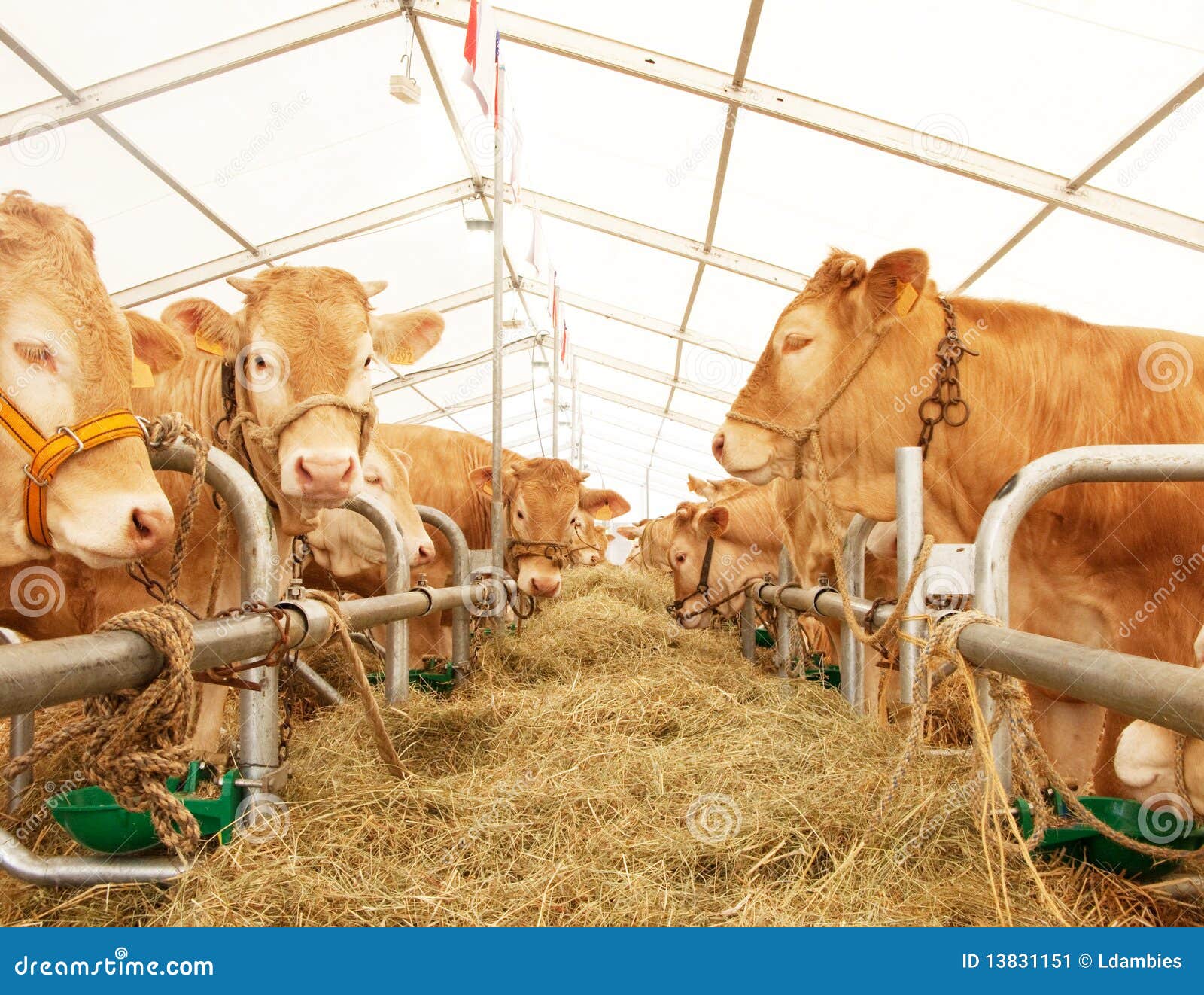 French cows stock image. Image of cattle, dairy, indoor - 13831151