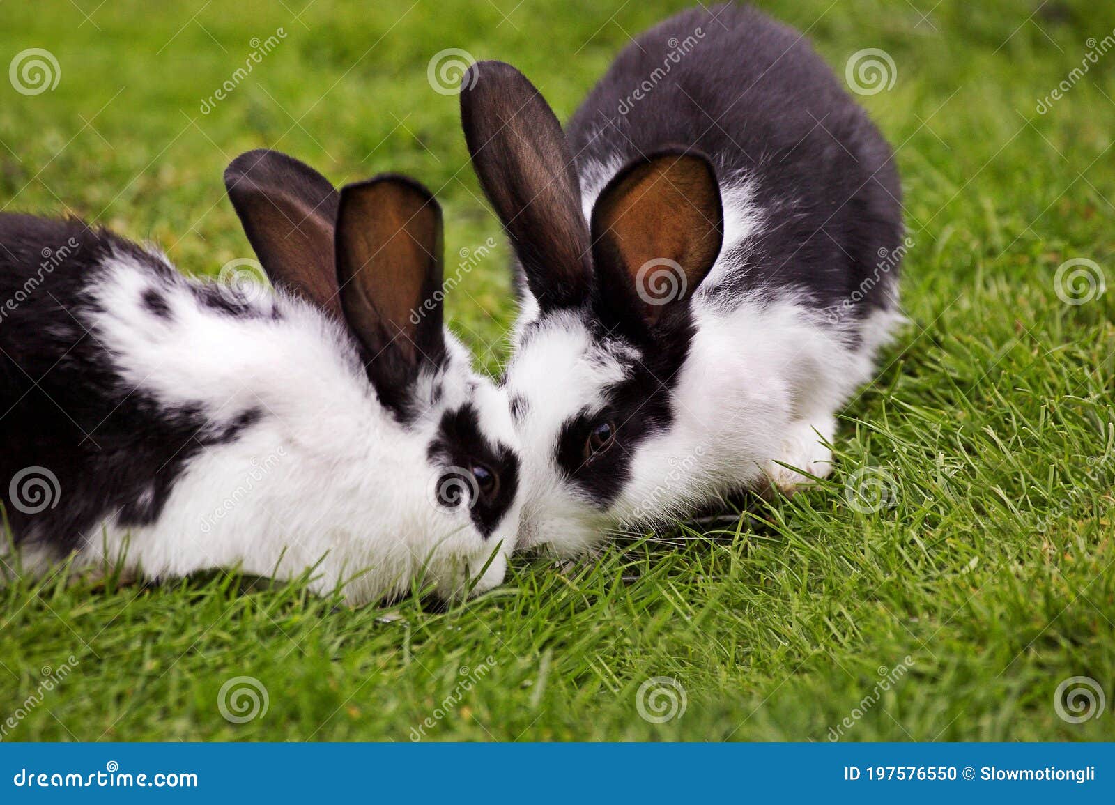 French Domestic Rabbit Called Geant Papillon Francais Stock Photo ...