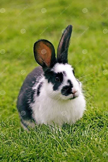 French Domestic Rabbit Called Geant Papillon Francais Stock Image ...