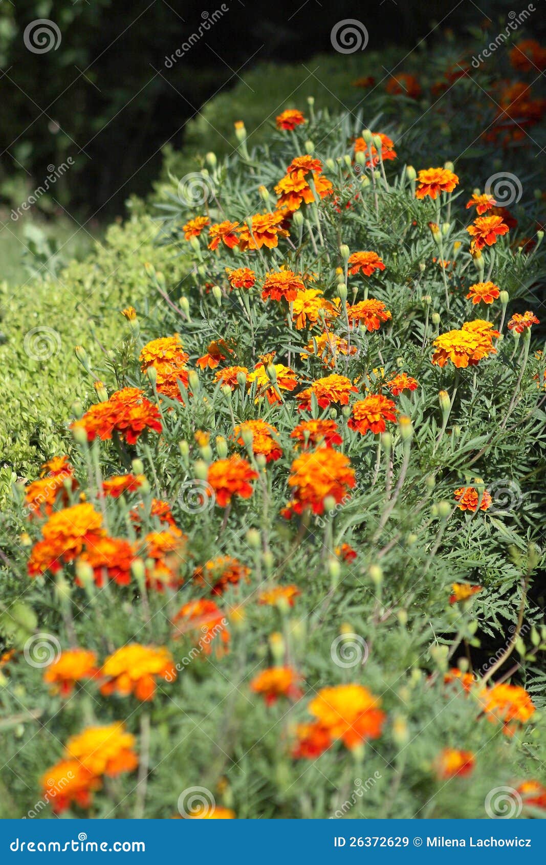 French flowers stock image. Image of forest, patula, floral - 26372629
