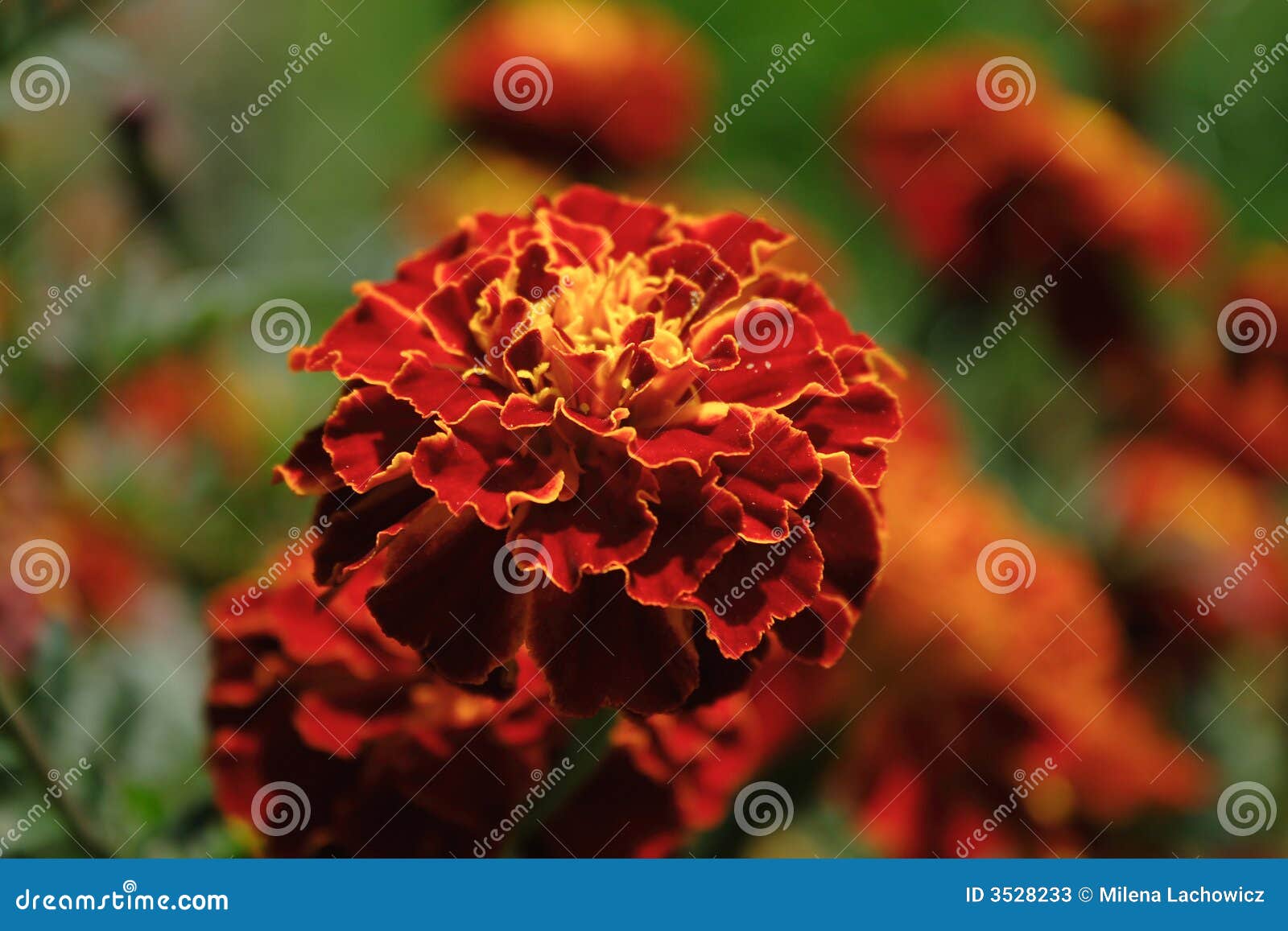 French flowers stock image. Image of flora, nature, leaf - 3528233