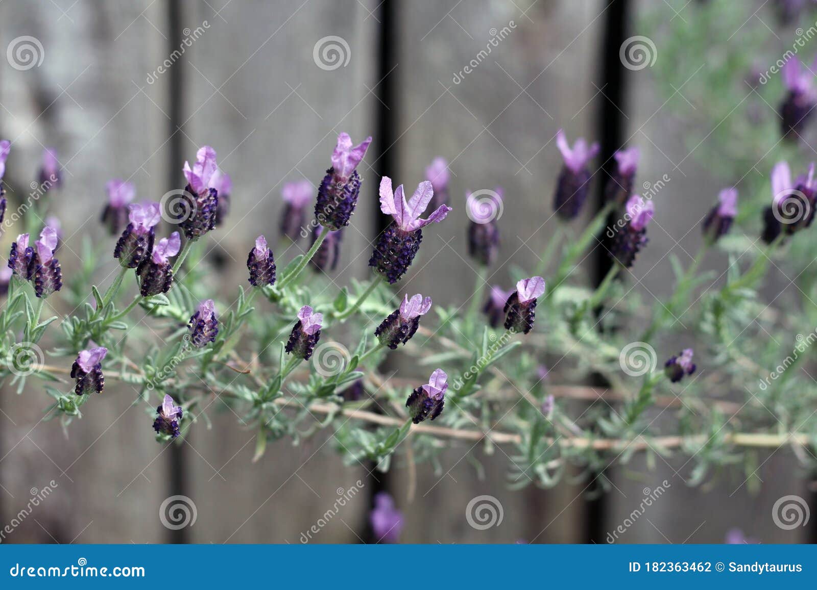 French Fringed Lavender on a Horizontal Stem Stock Photo - Image of ...