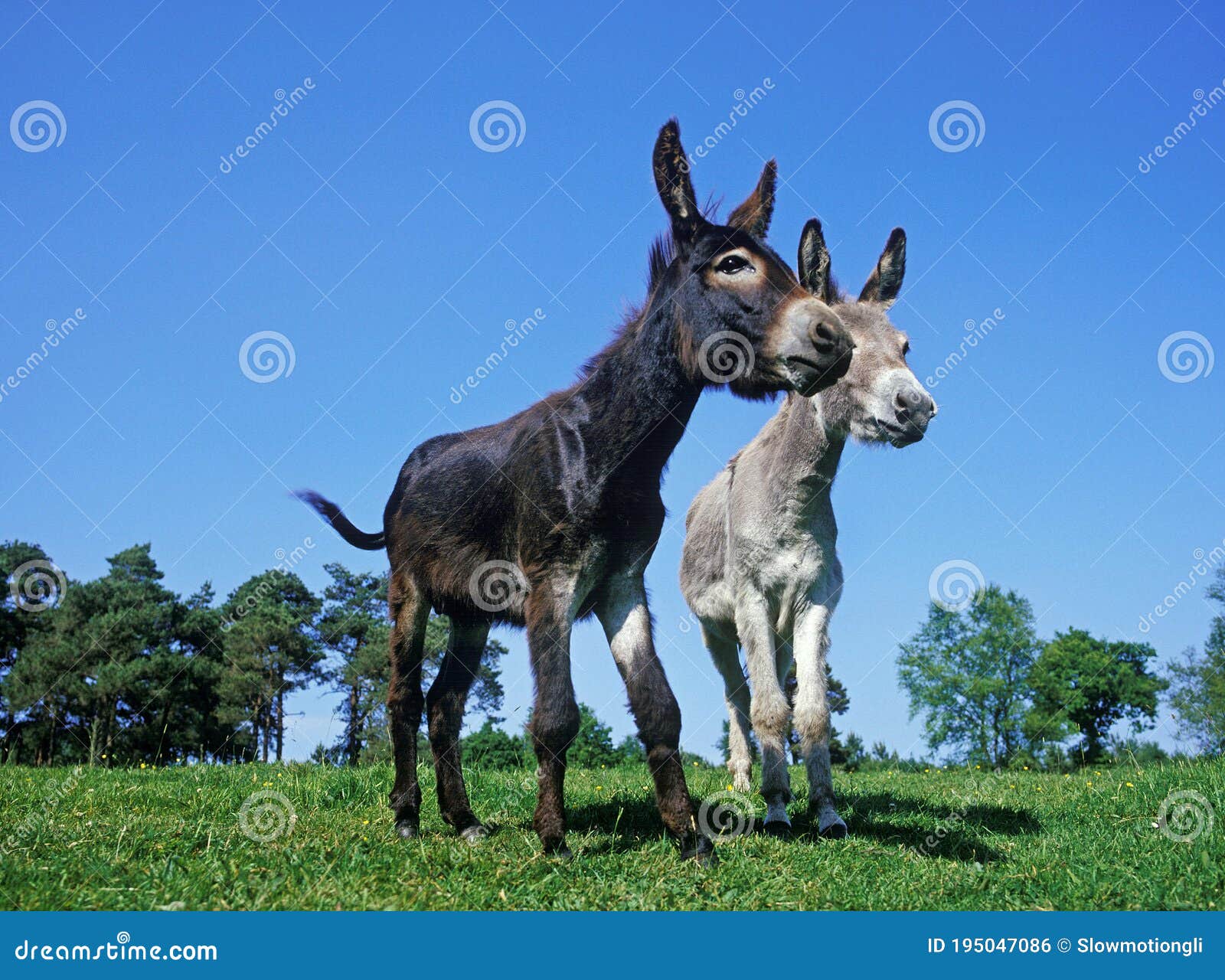 Donkey And Domestic Goats On The Morning Sun In The Zoo Juraparc ...