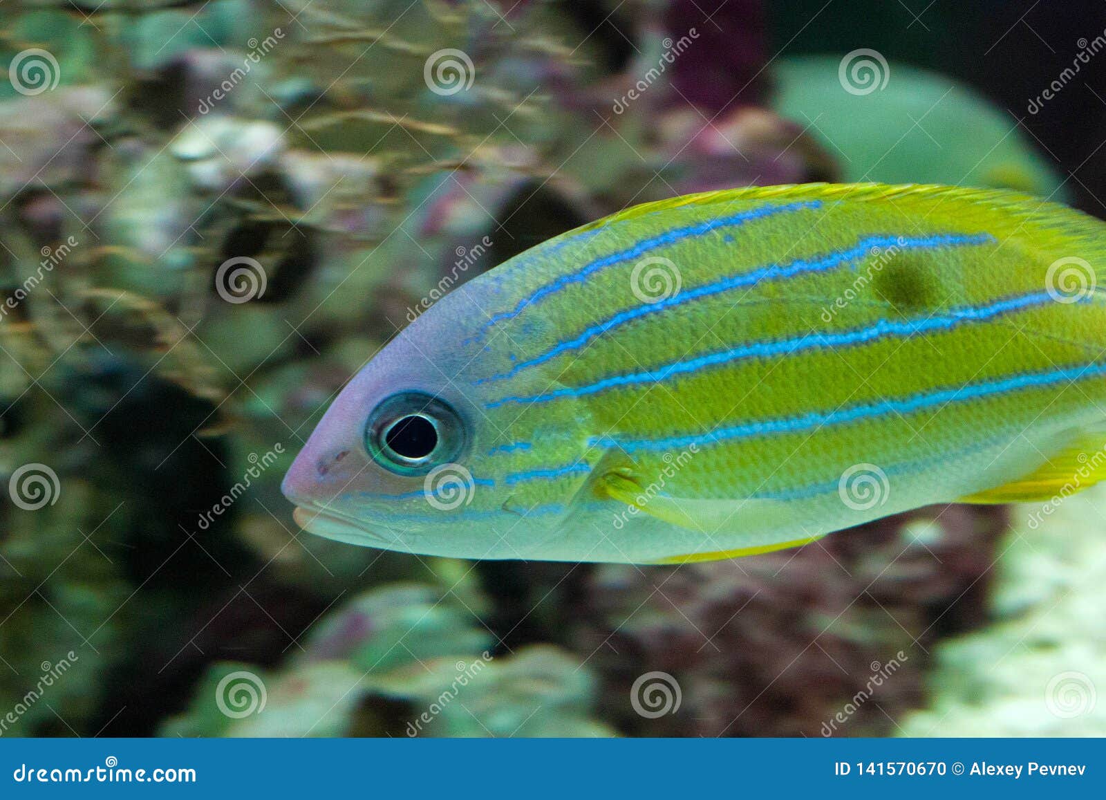 French Grunt Fish Haemulon Flavolineatum Stock Photo - Image of swim ...